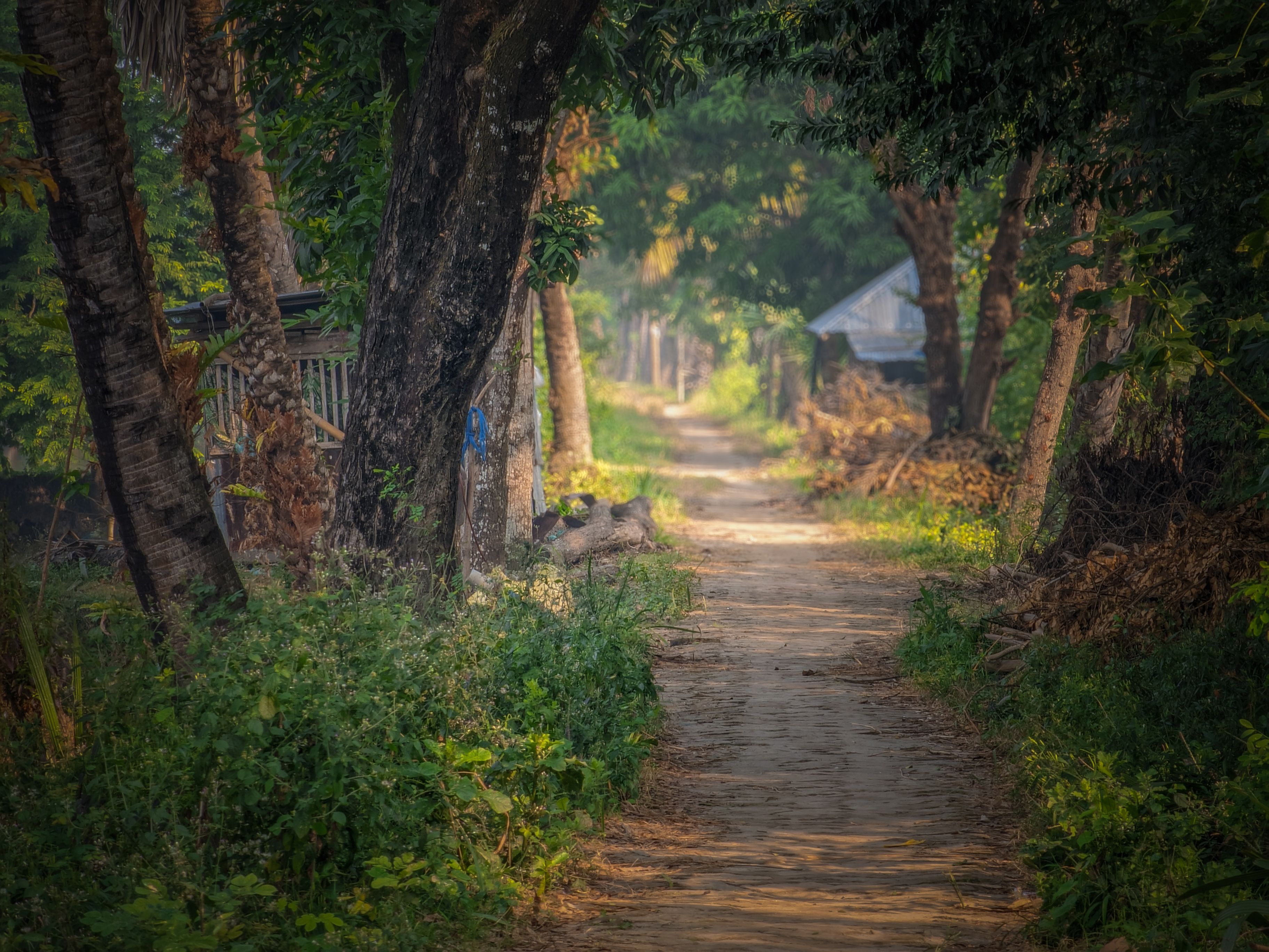 Footpath in Forest in Village · Free Stock Photo