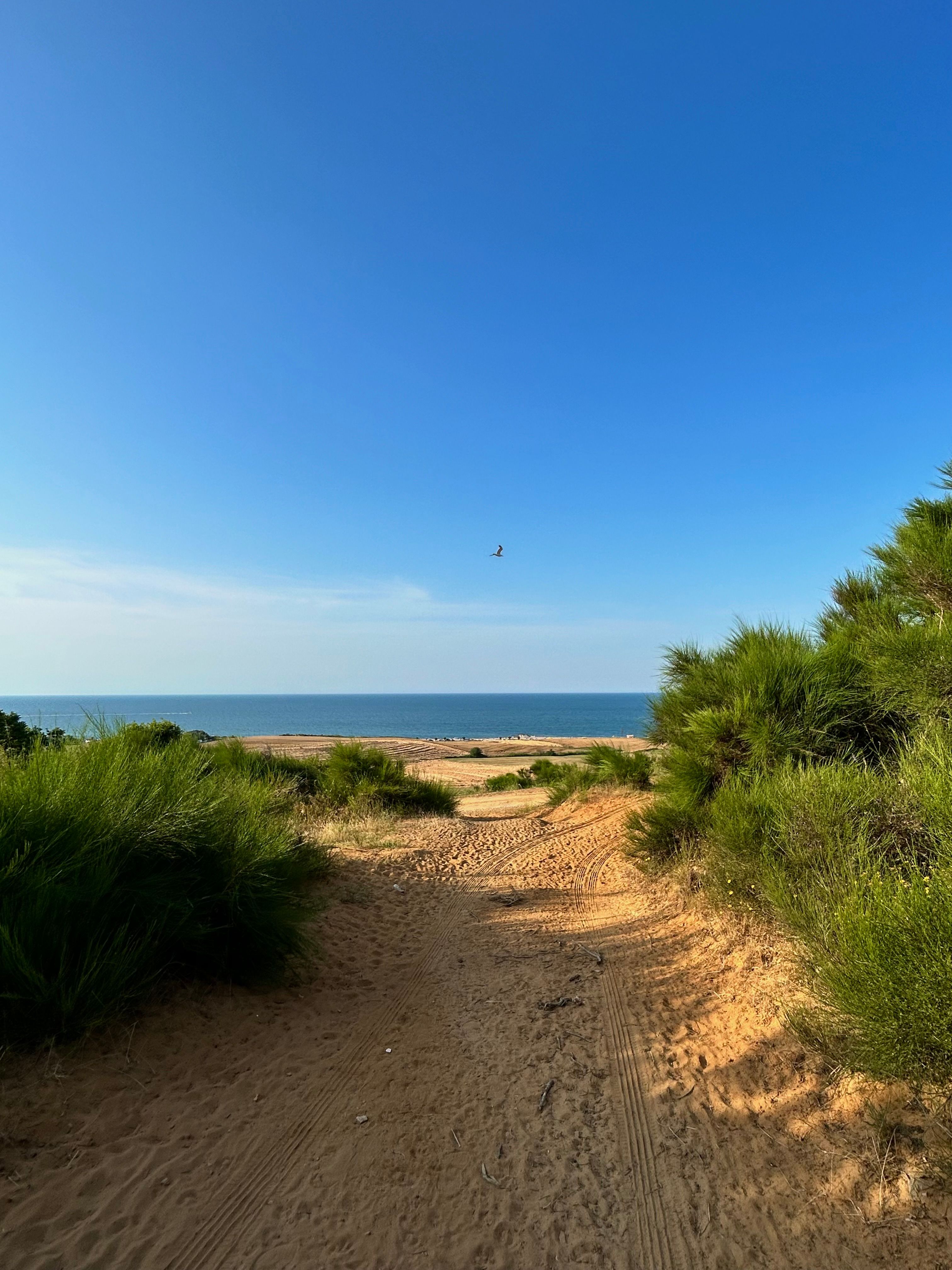 Sand Road between Grassy Dunes Leading to Beach · Free Stock Photo