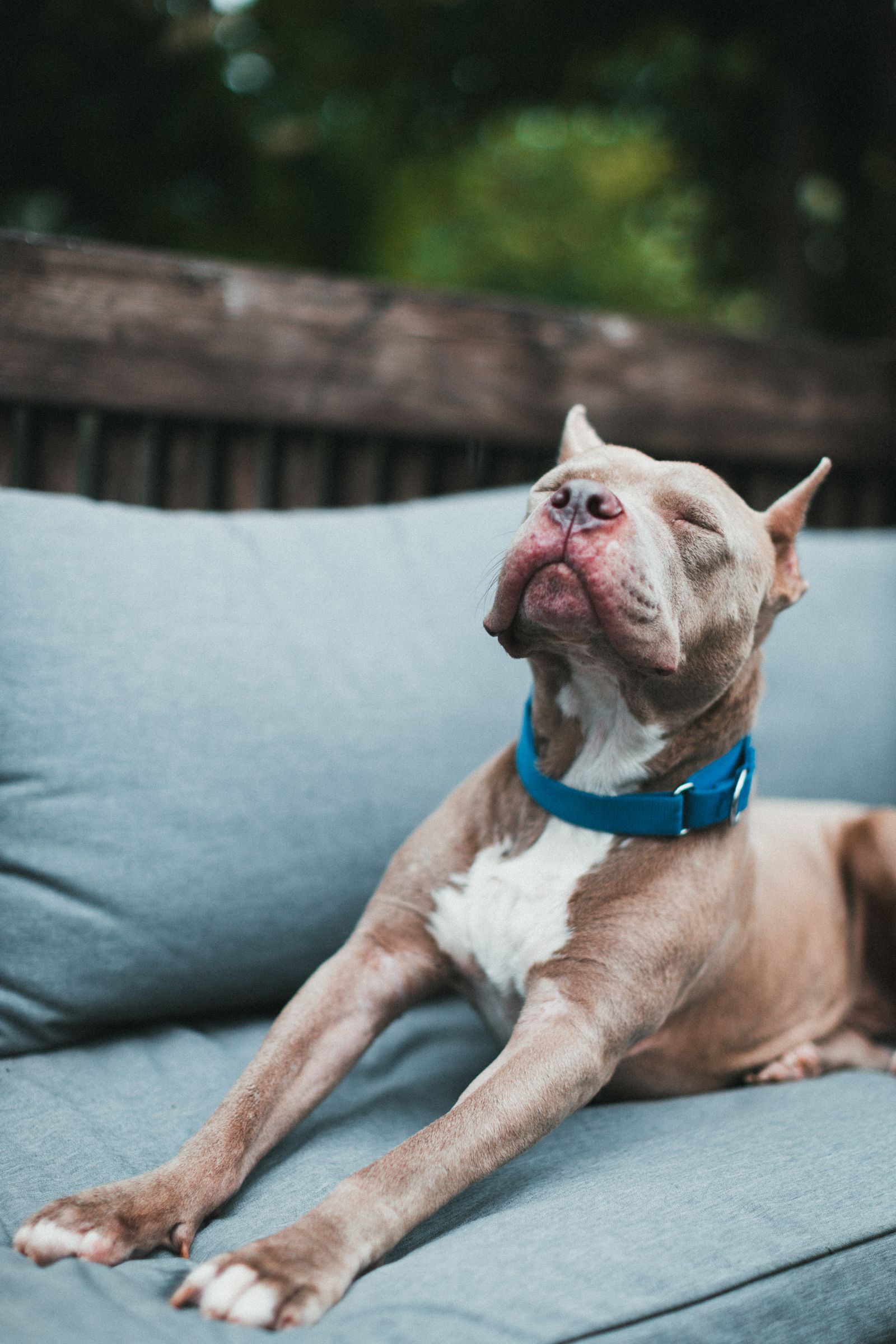Pit Bull Dog Photos, Download The BEST Free Pit Bull Dog Stock Photos ...