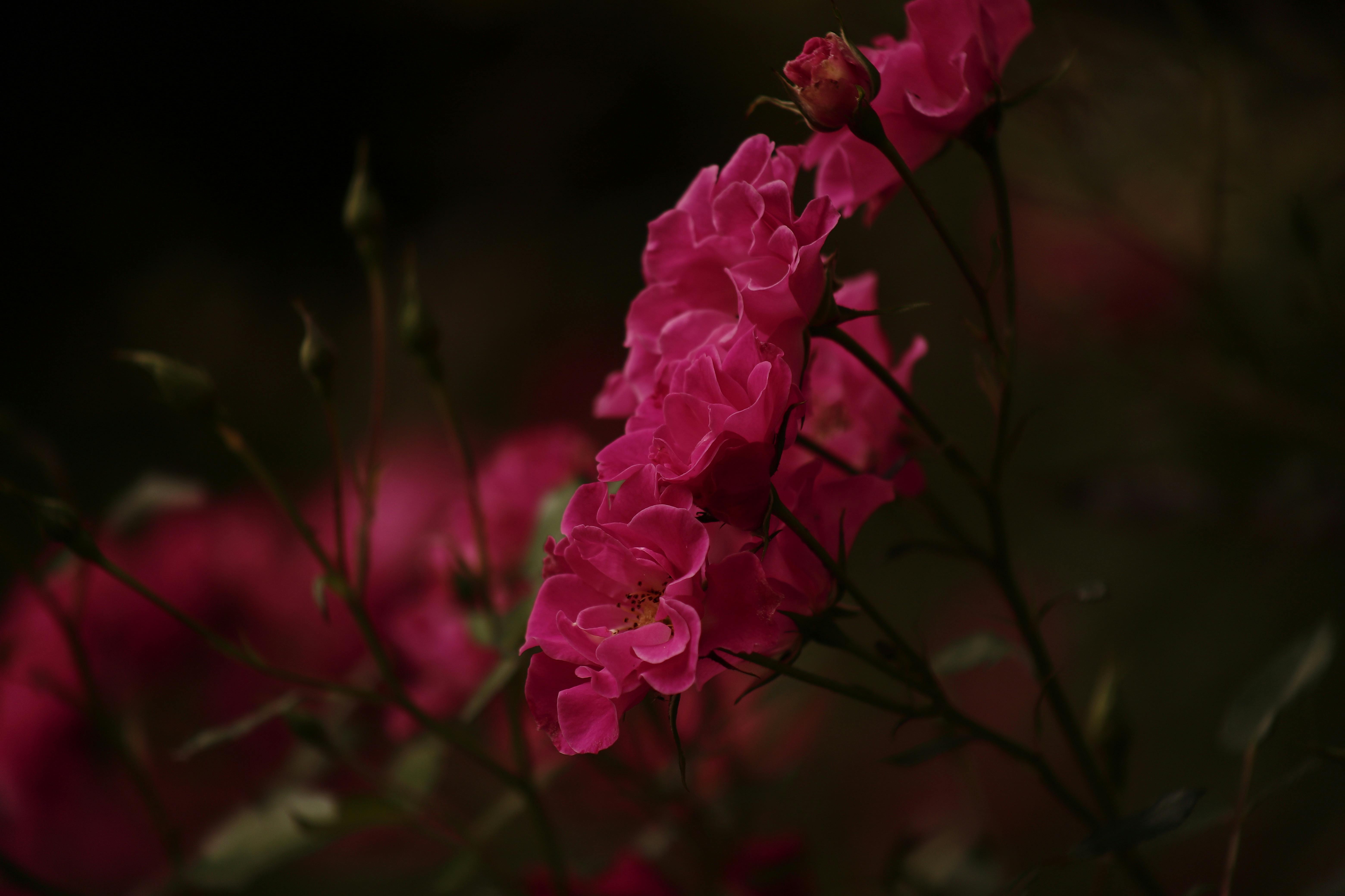 Pink Roses in Nature · Free Stock Photo