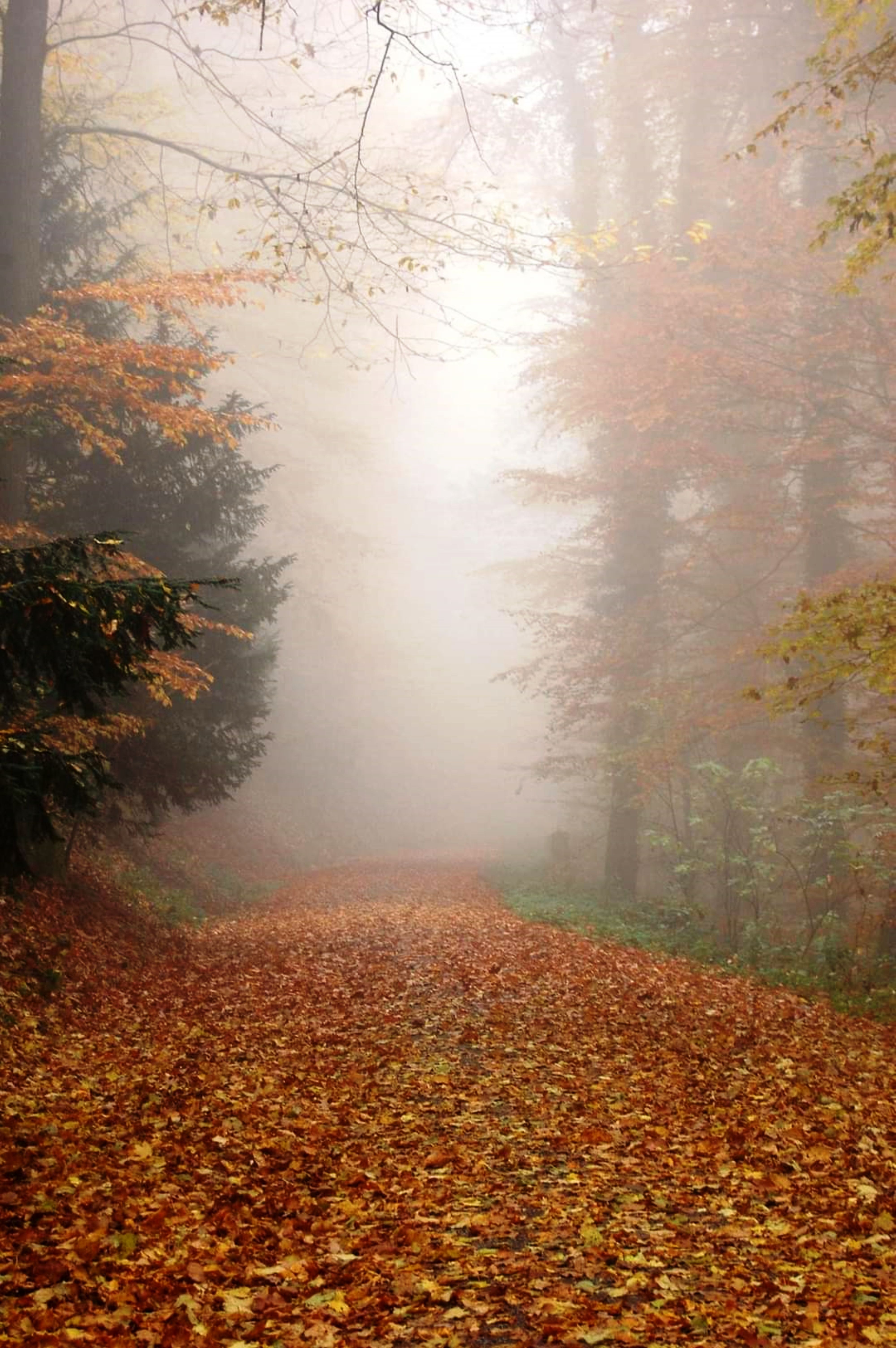 A foggy path in the woods with trees and leaves · Free Stock Photo