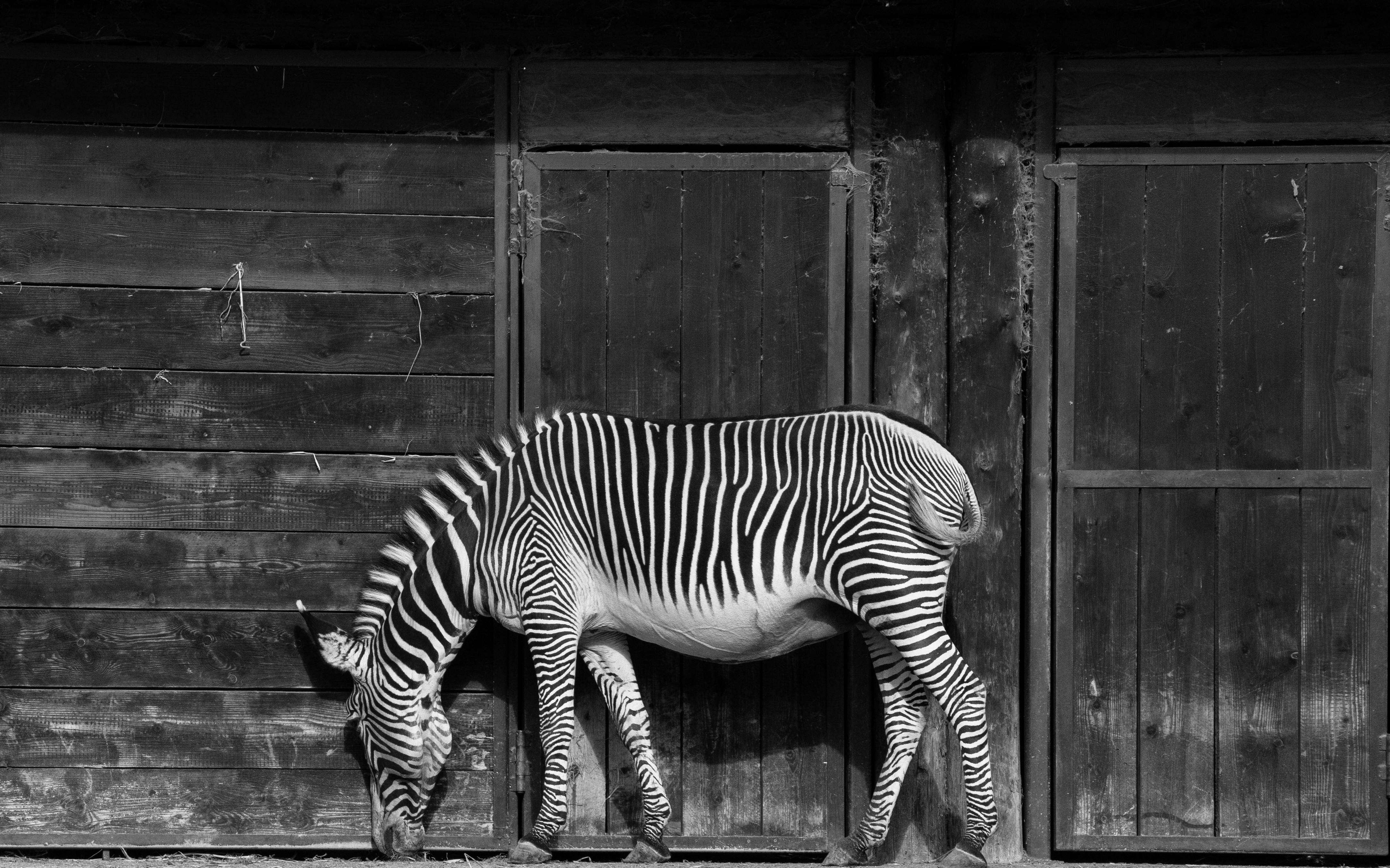 Zebra Grooming Photos, Download The BEST Free Zebra Grooming Stock ...