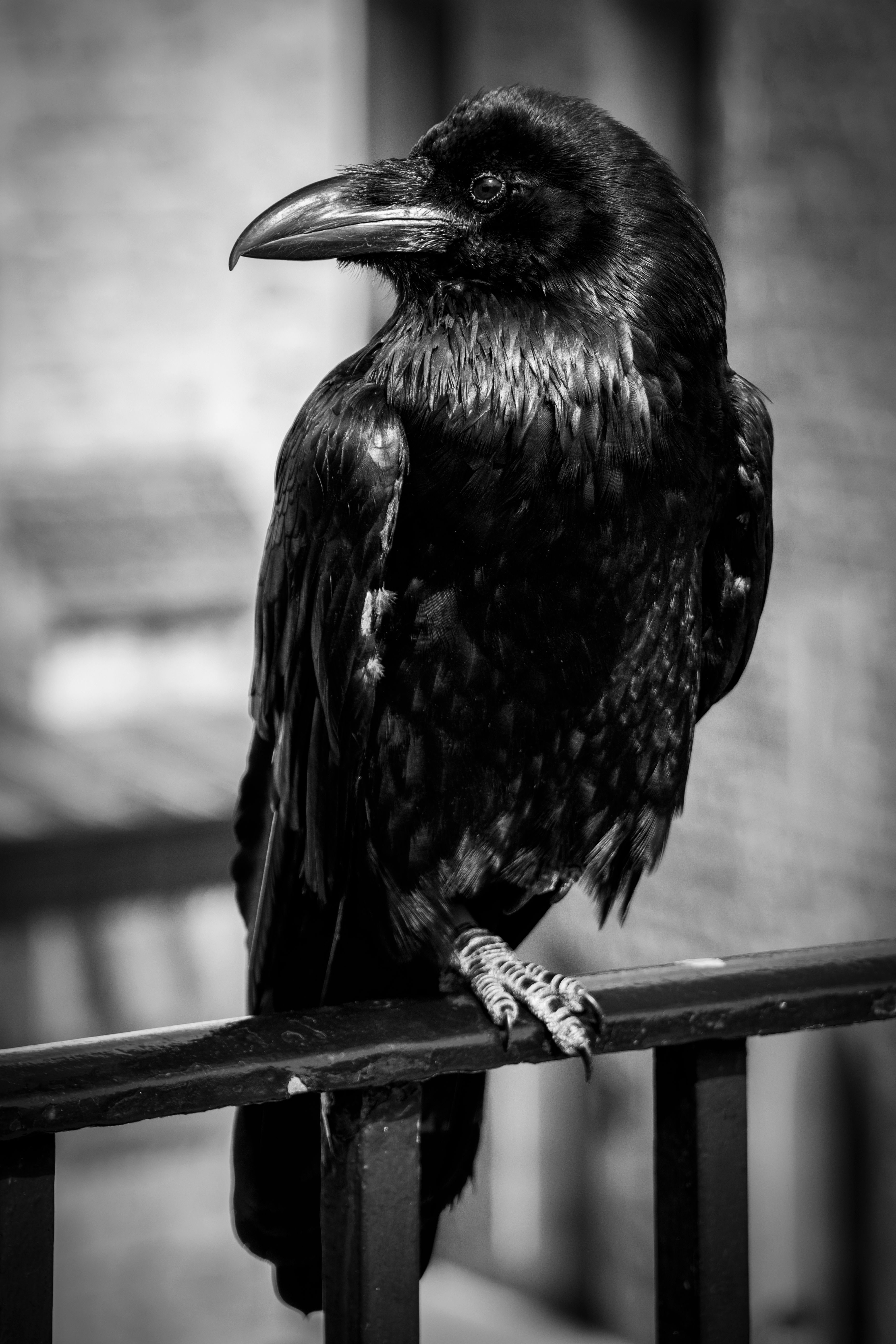 Raven on Railing · Free Stock Photo
