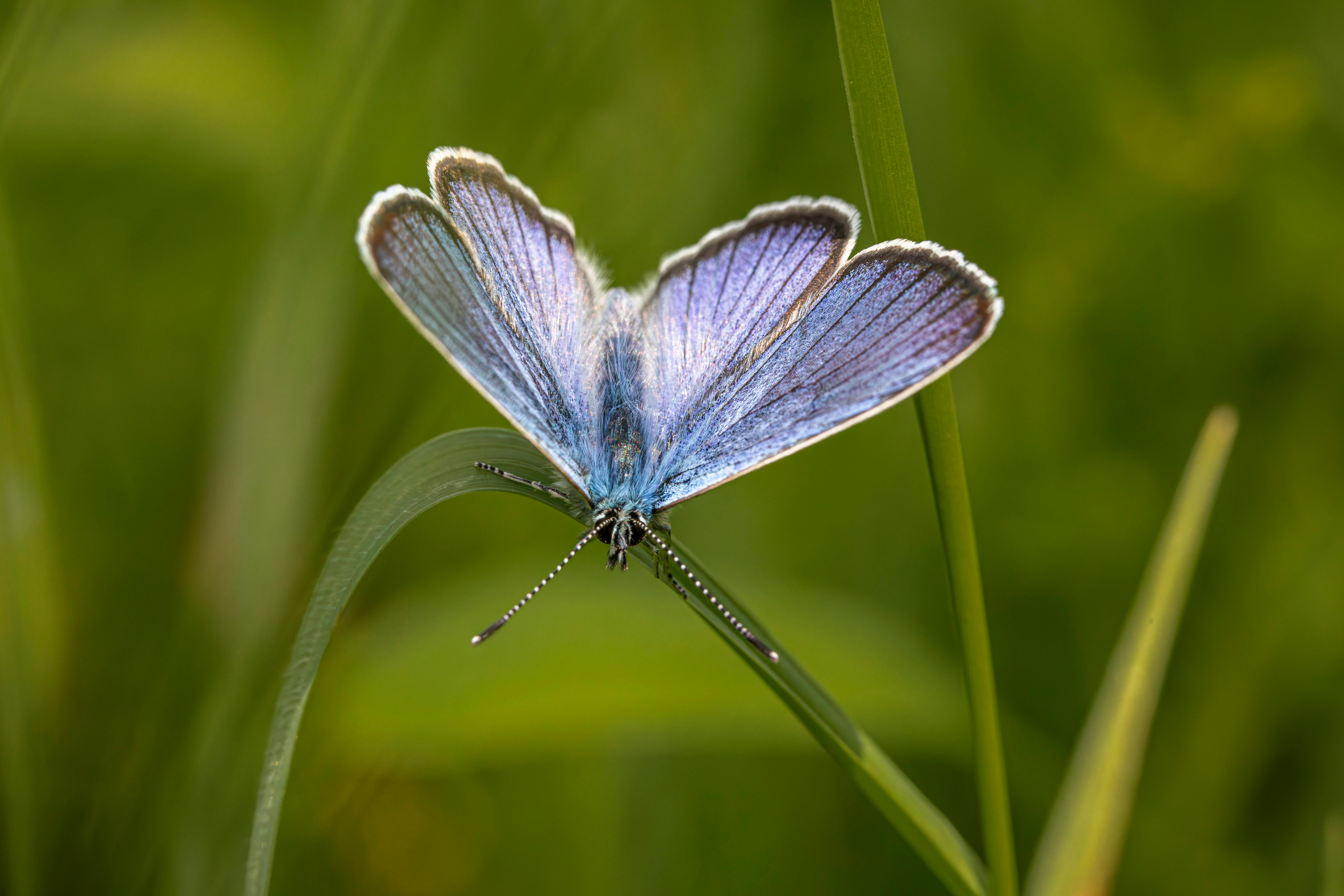 Common Blue Butterfly · Free Stock Photo