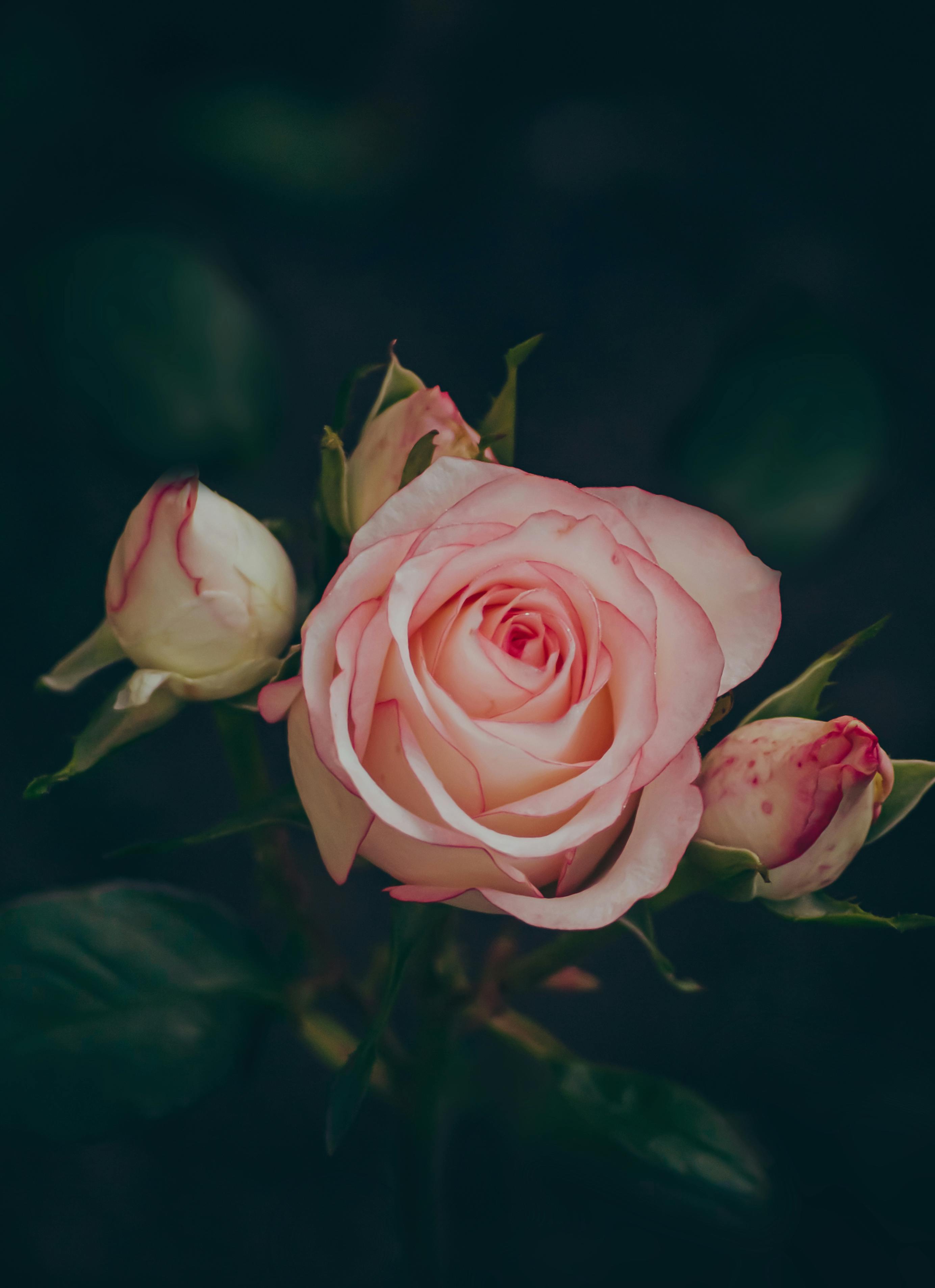 Pink Rose Flower · Free Stock Photo