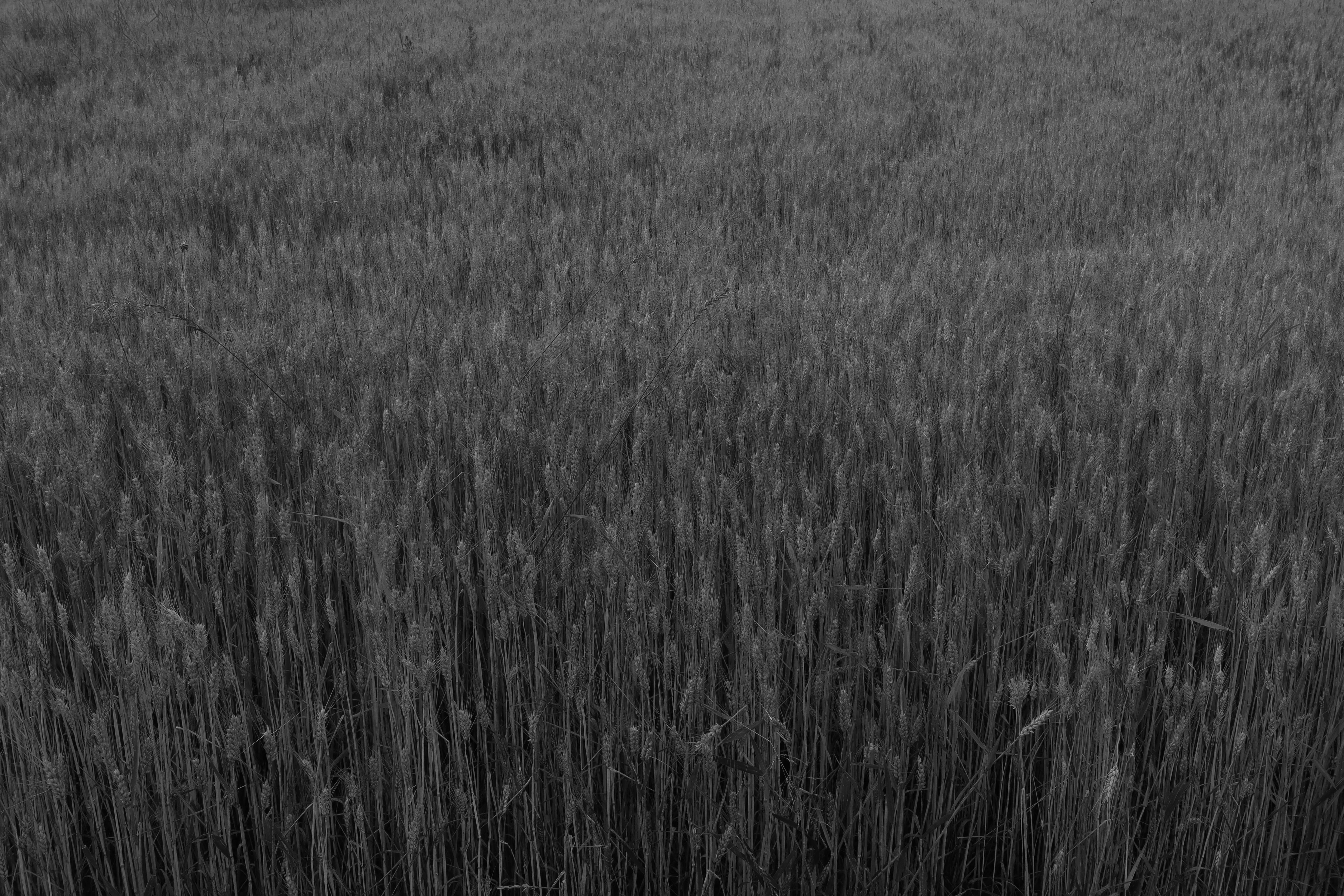 Dark Wheat Field · Free Stock Photo