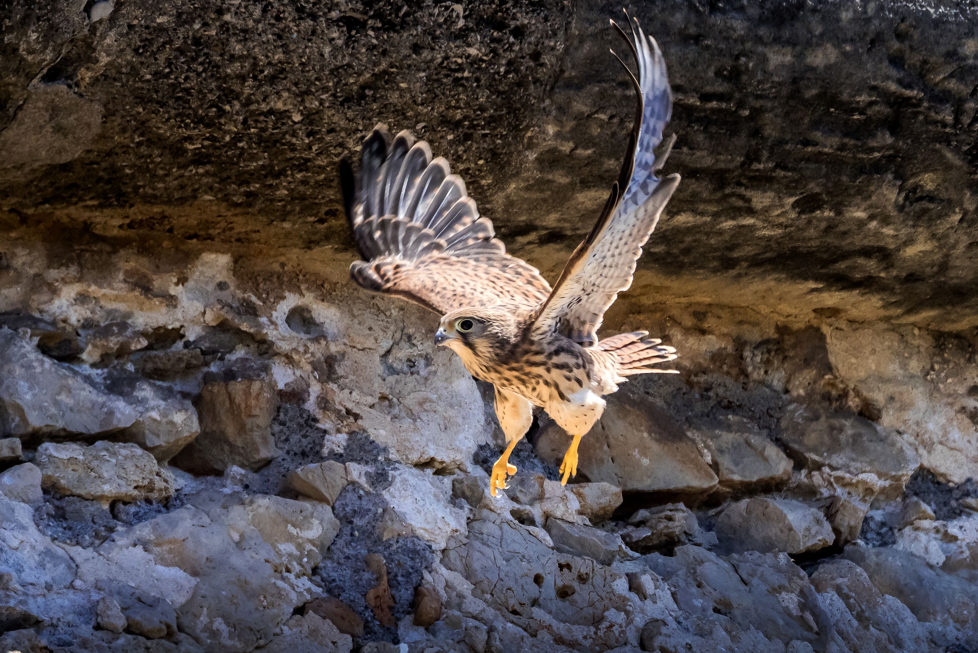 Common Kestrel Flying over Rocks · Free Stock Photo