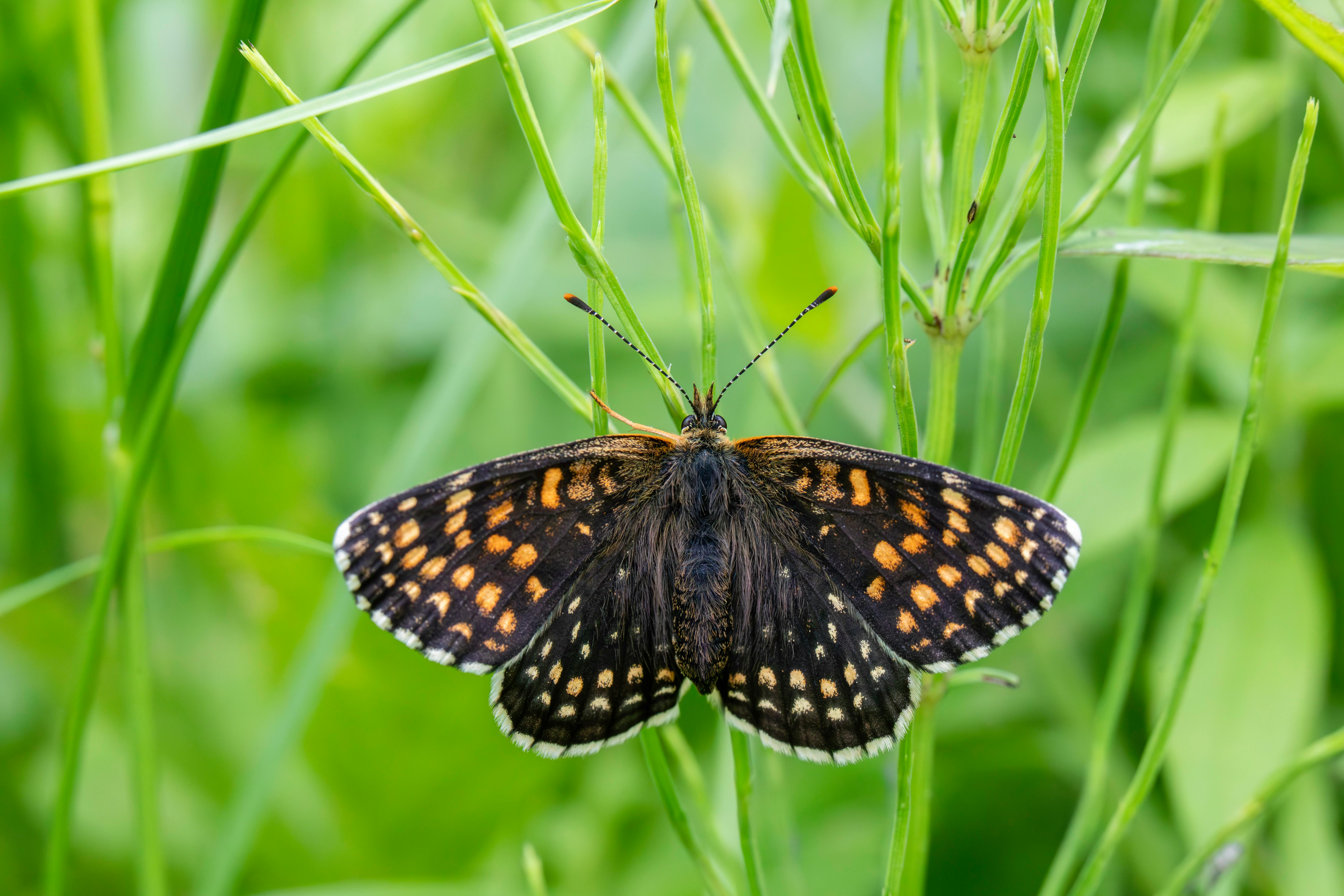 Foto stok gratis tentang alam, arthropoda, berkembang, bersemangat ...