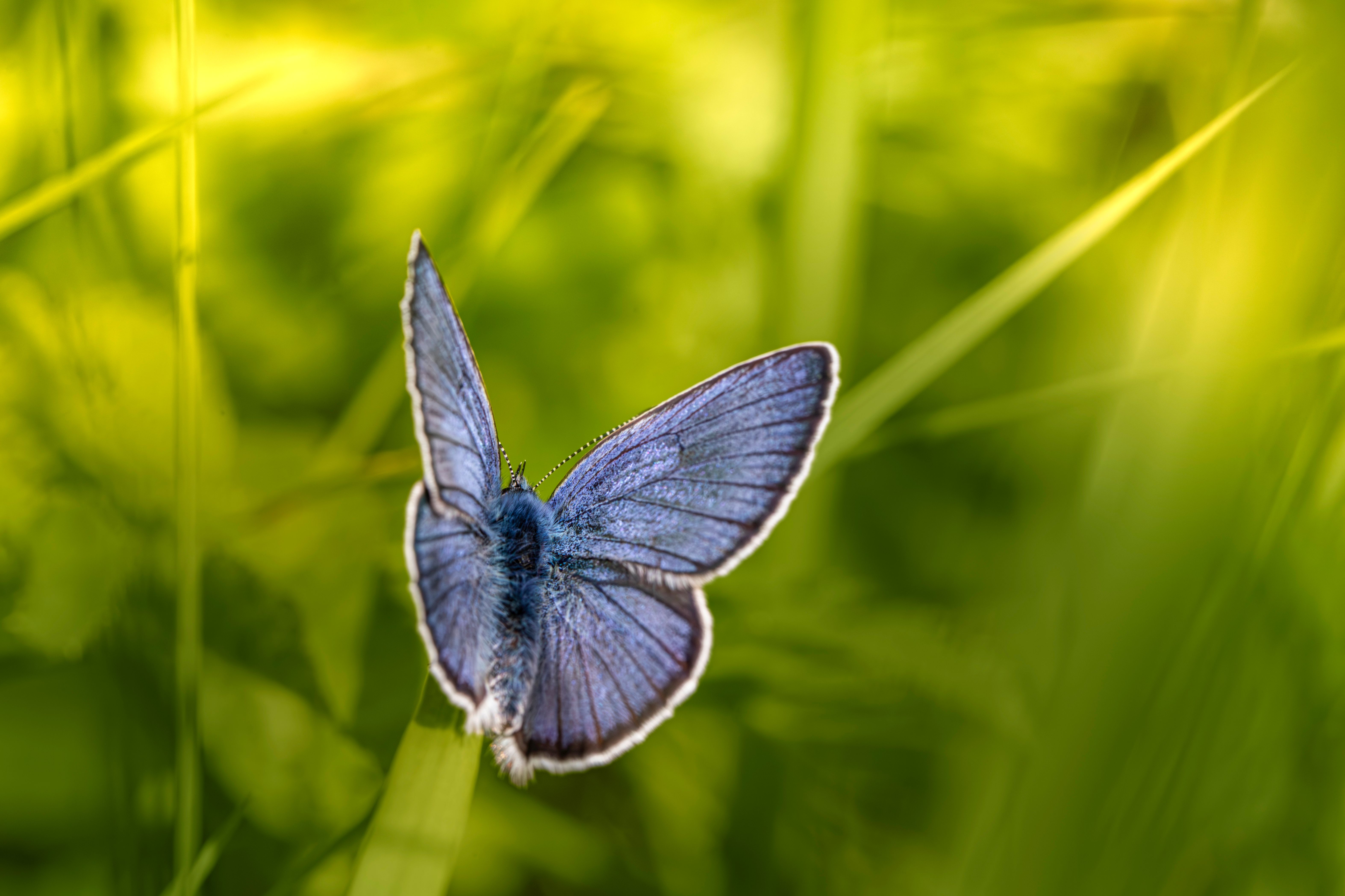 Summer Azure Butterfly Photos, Download The BEST Free Summer Azure ...