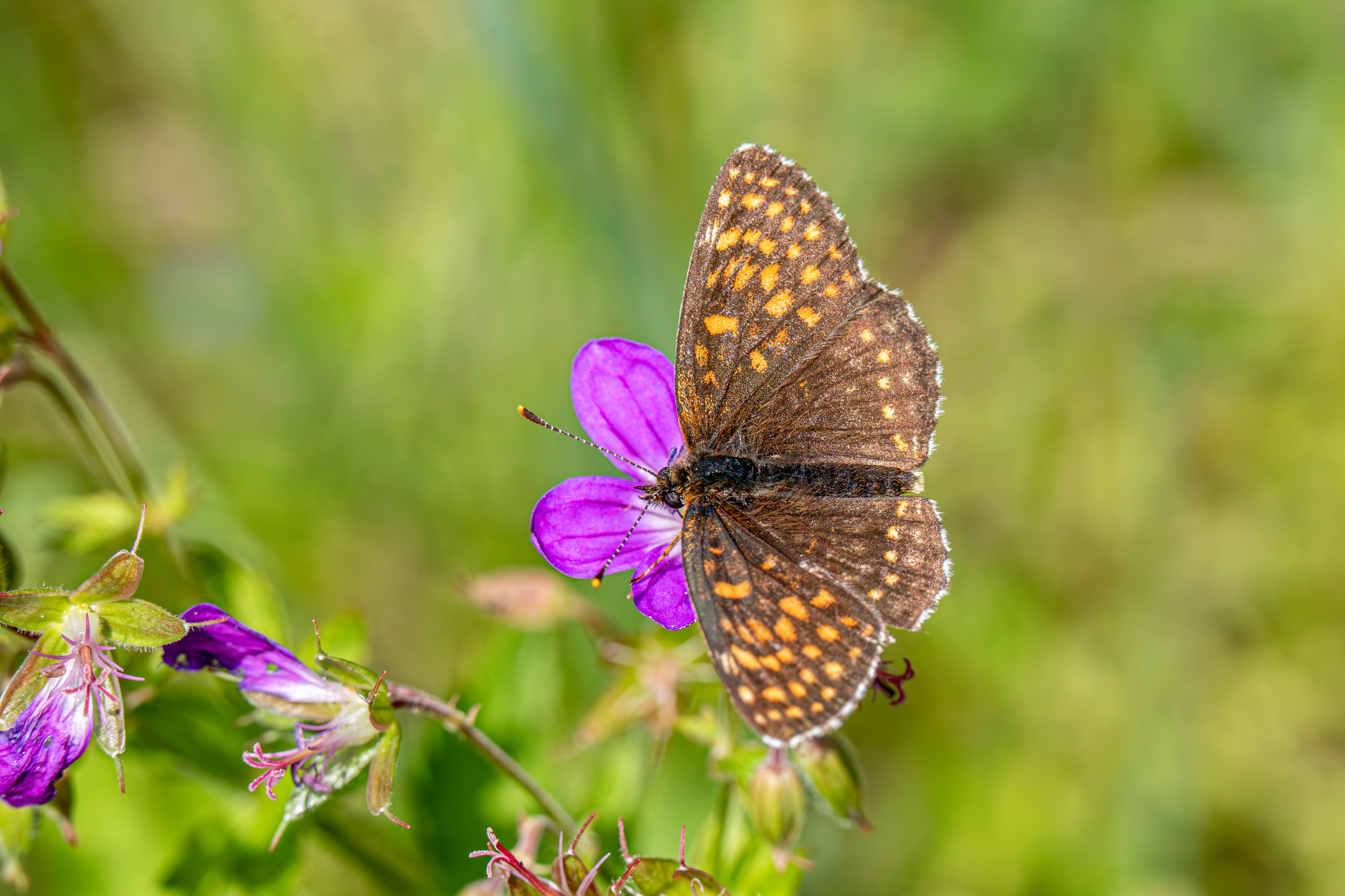 False Heath Fritillary on Purple Flower · Free Stock Photo