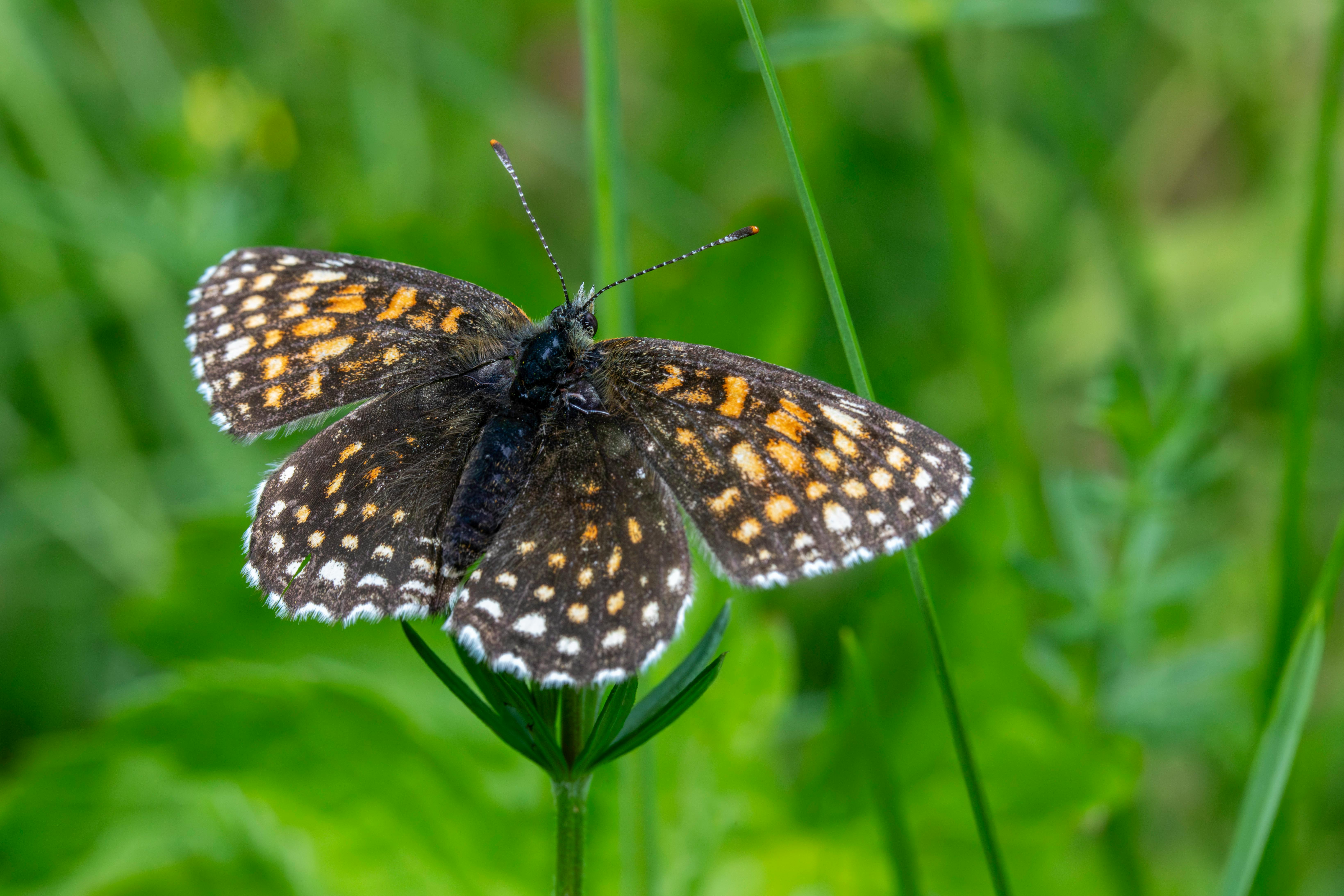 False Heath Fritillary on Plant · Free Stock Photo