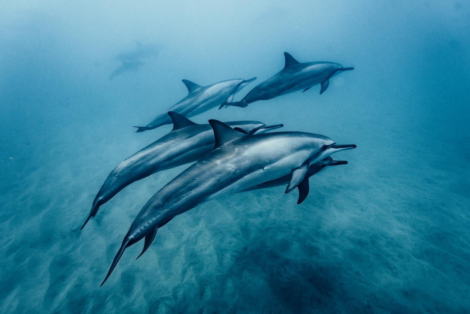 Bottlenose Dolphin Photos, Download The BEST Free Bottlenose Dolphin ...