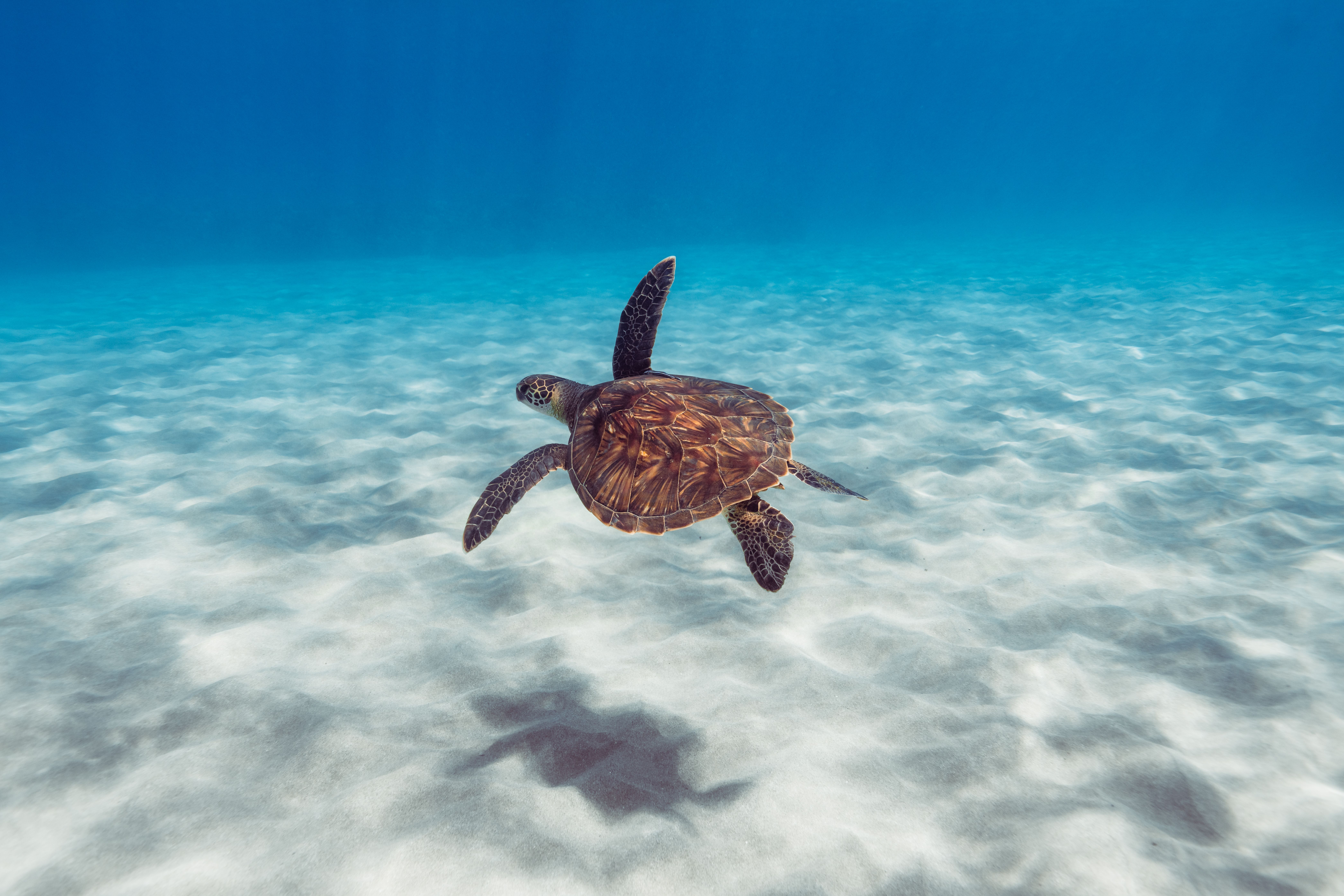 Foto stok gratis tentang air jernih, air laut, akuatik, alam, biologi ...
