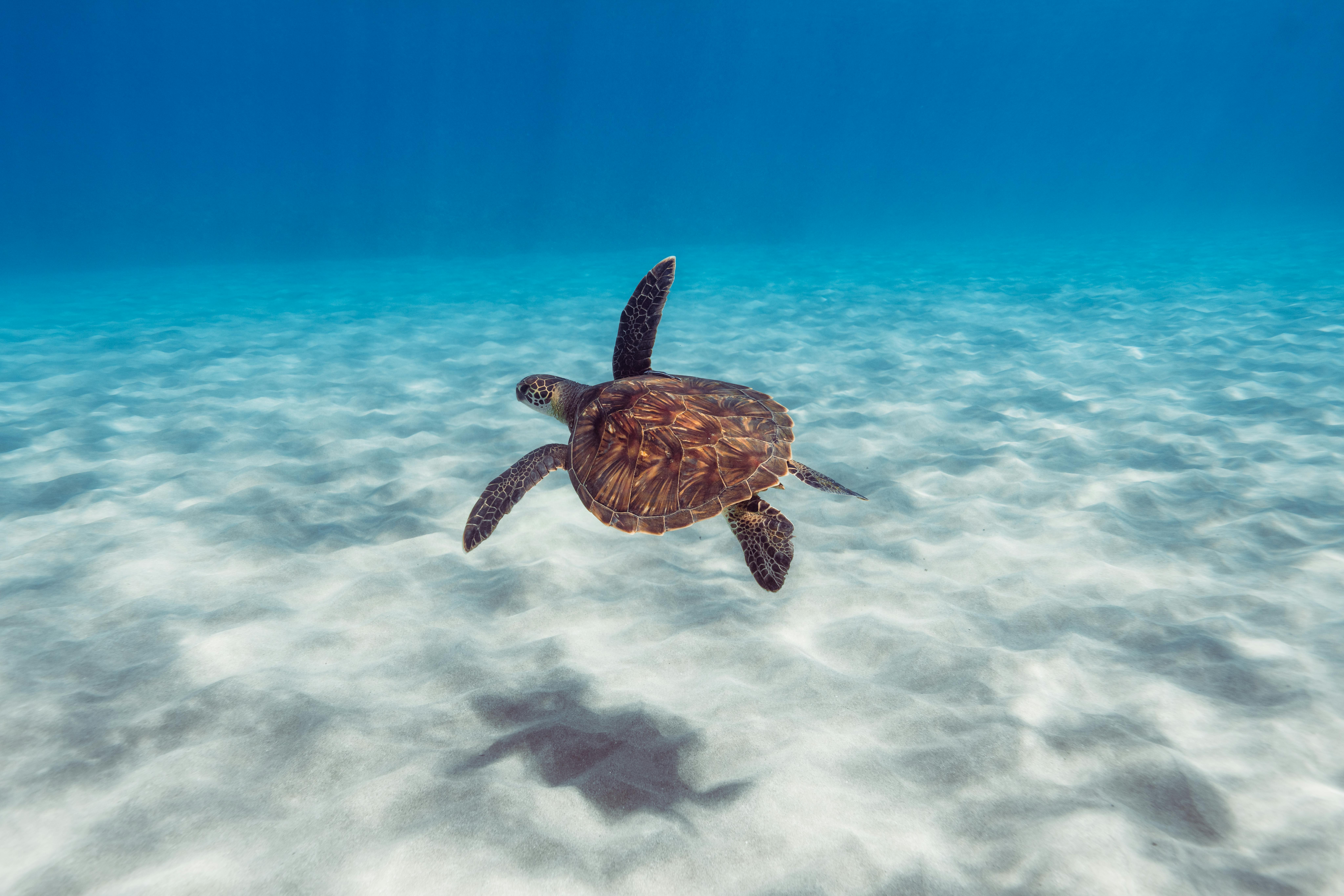 Underwater Photography of Brown Sea Turtle · Free Stock Photo