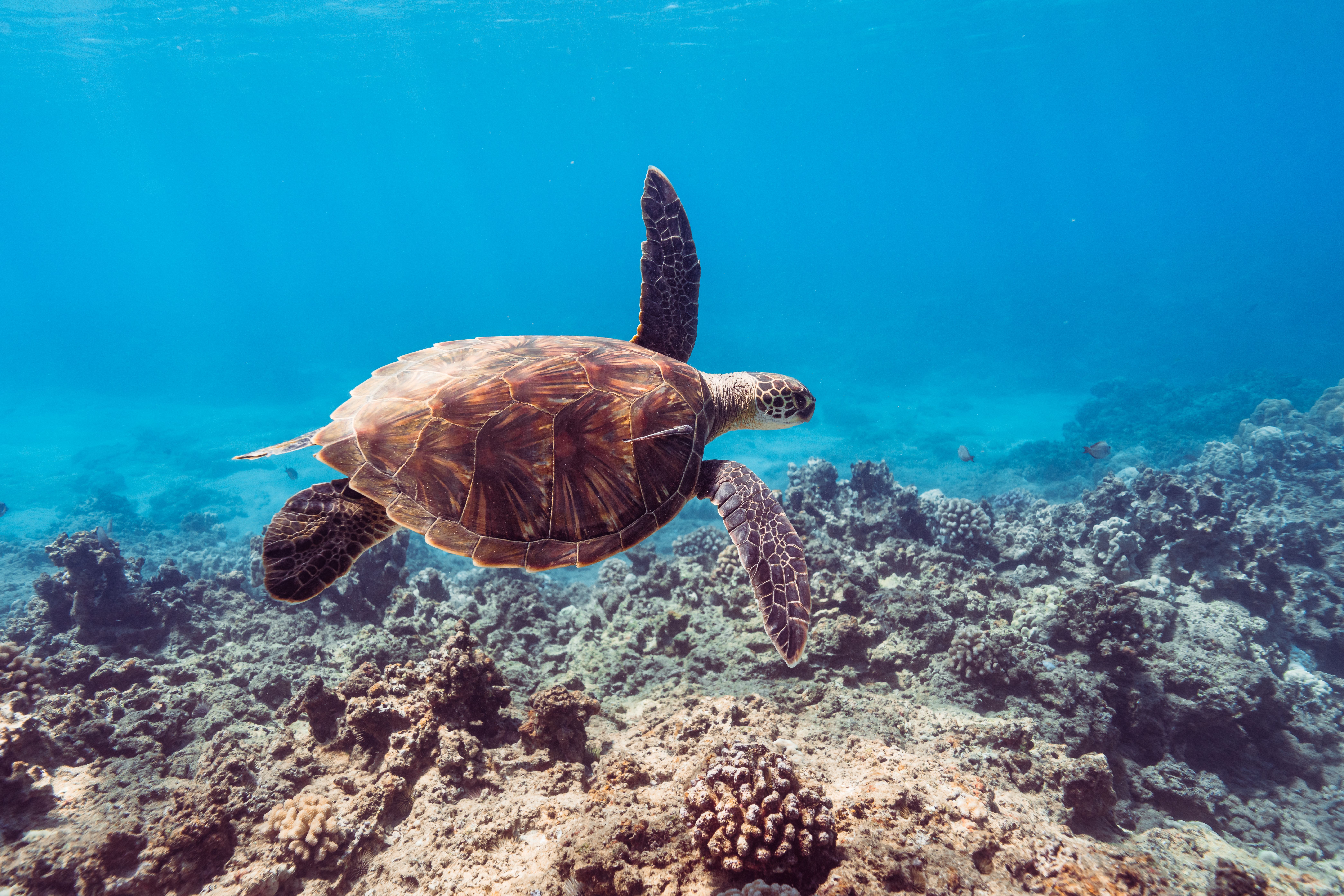 Coral Faro Photos, Download The BEST Free Coral Faro Stock Photos & HD ...