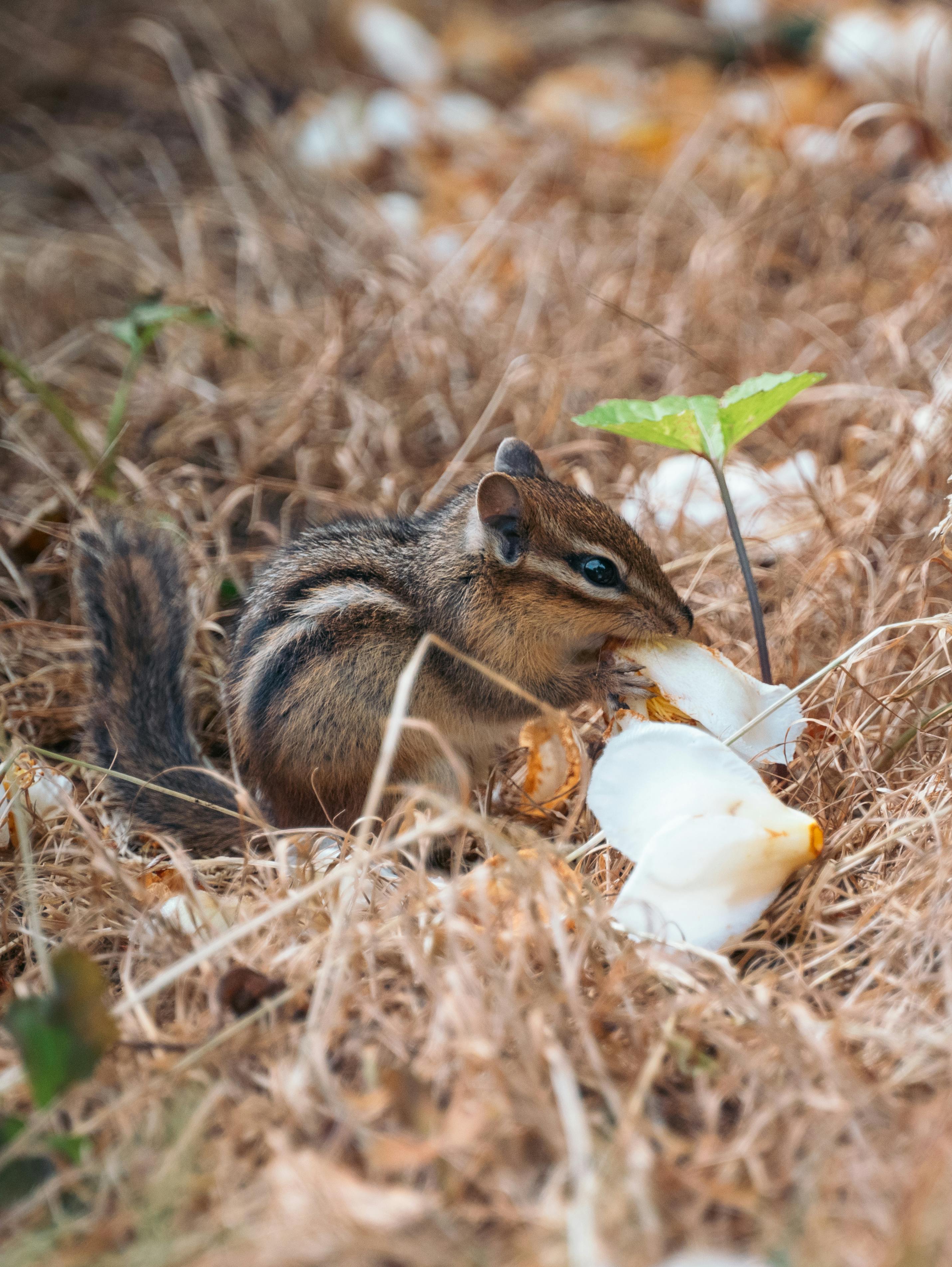 Tiny Siberian Chipmunk Eating · Free Stock Photo