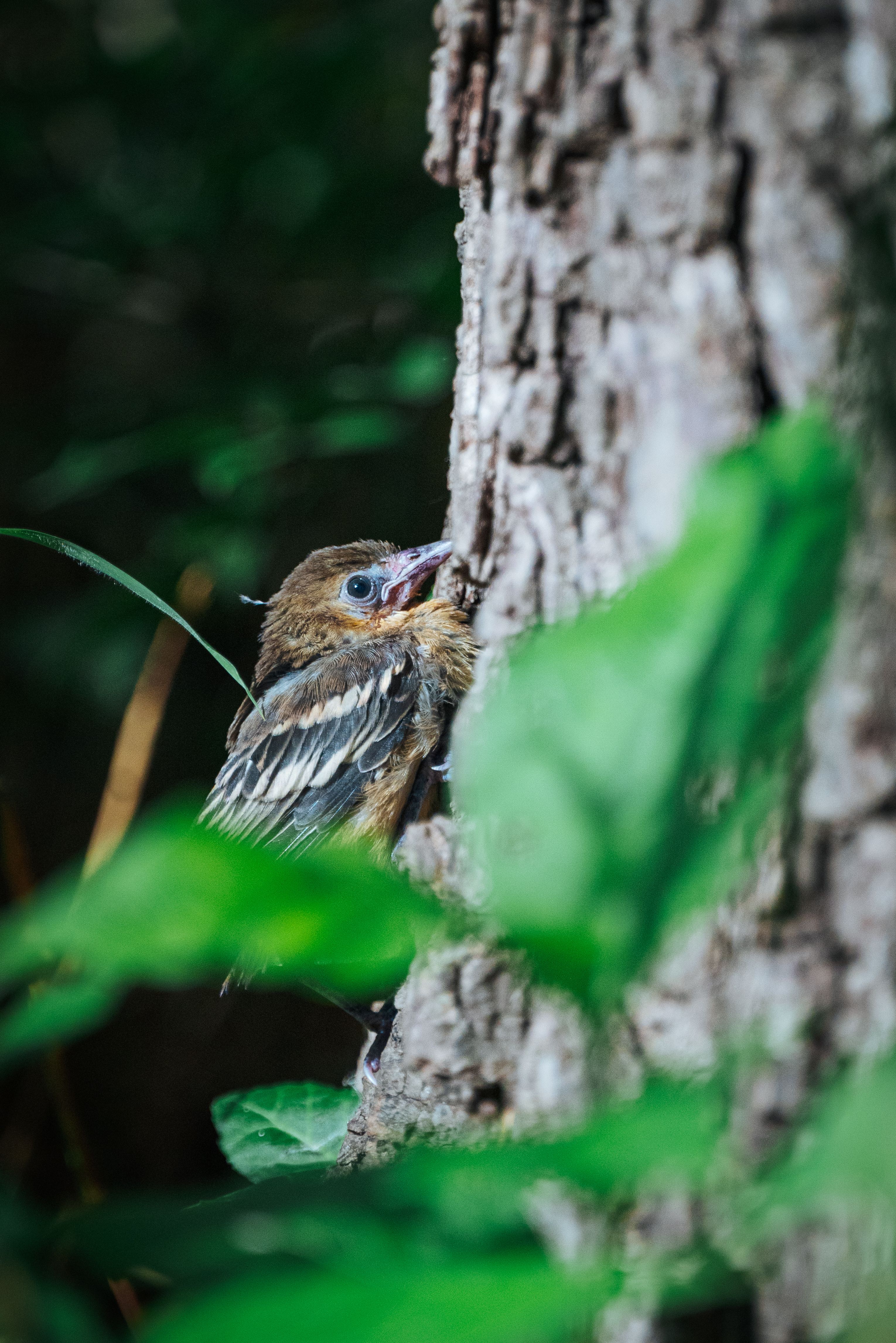 Brown Bird on a Tree · Free Stock Photo