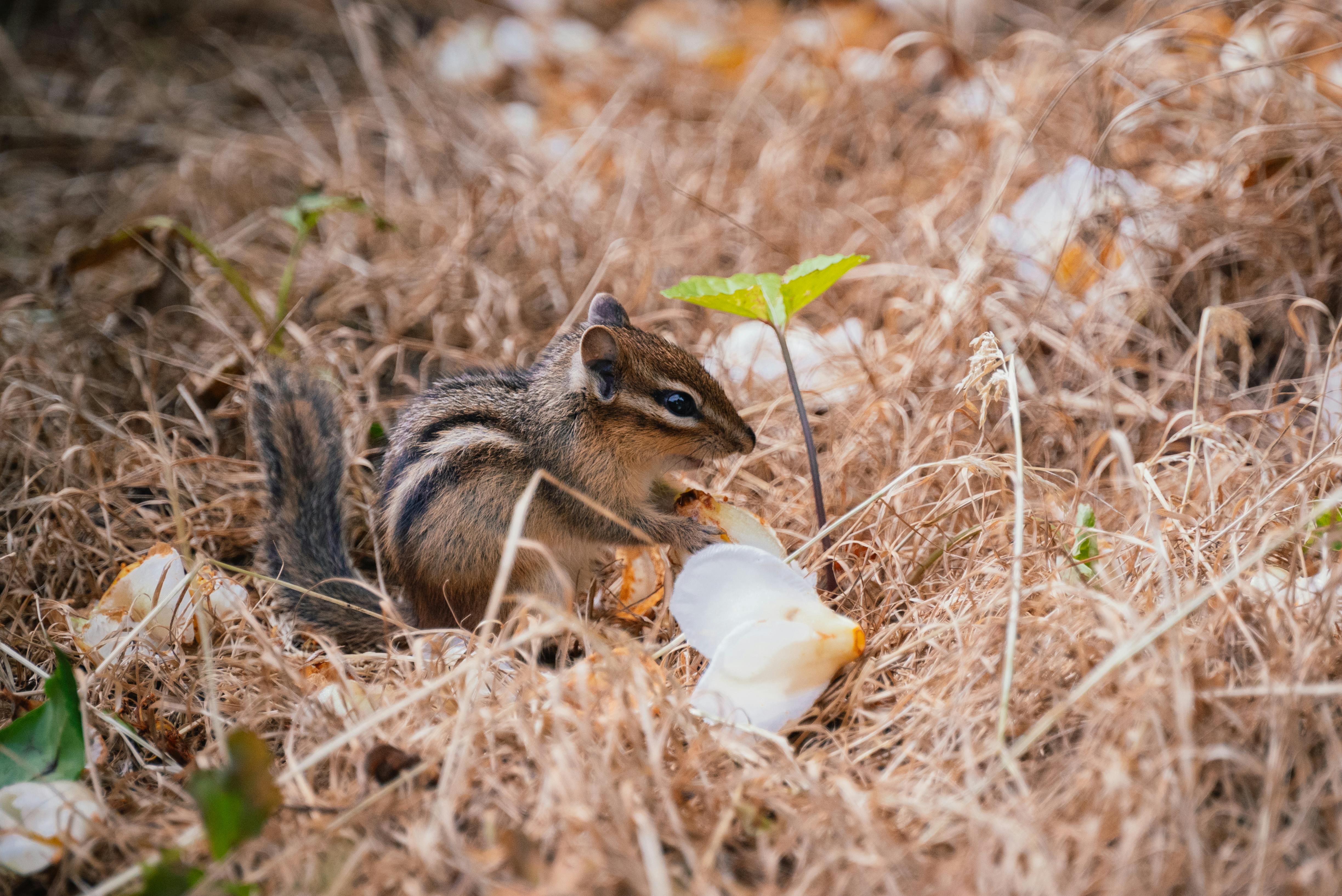 Chipmunk With Paws Out Photos, Download The BEST Free Chipmunk With ...