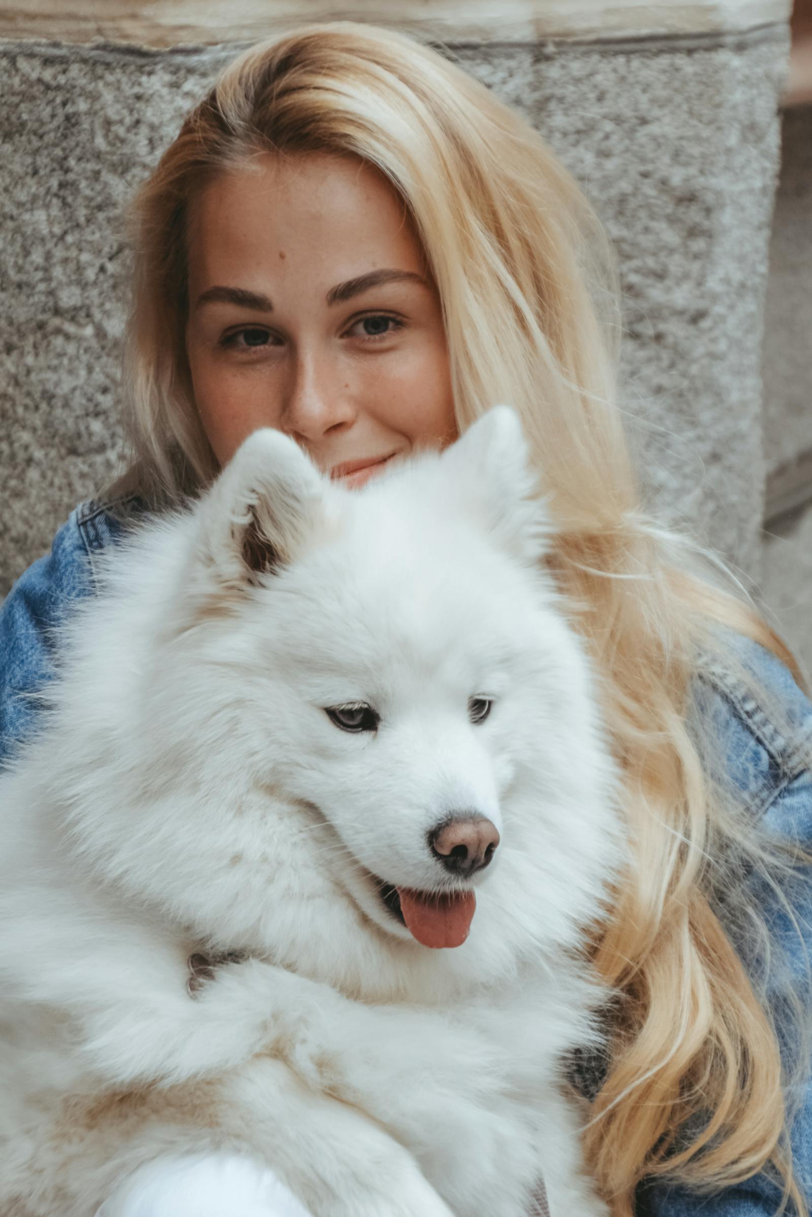 Samoyed Photos, Download The BEST Free Samoyed Stock Photos & HD Images