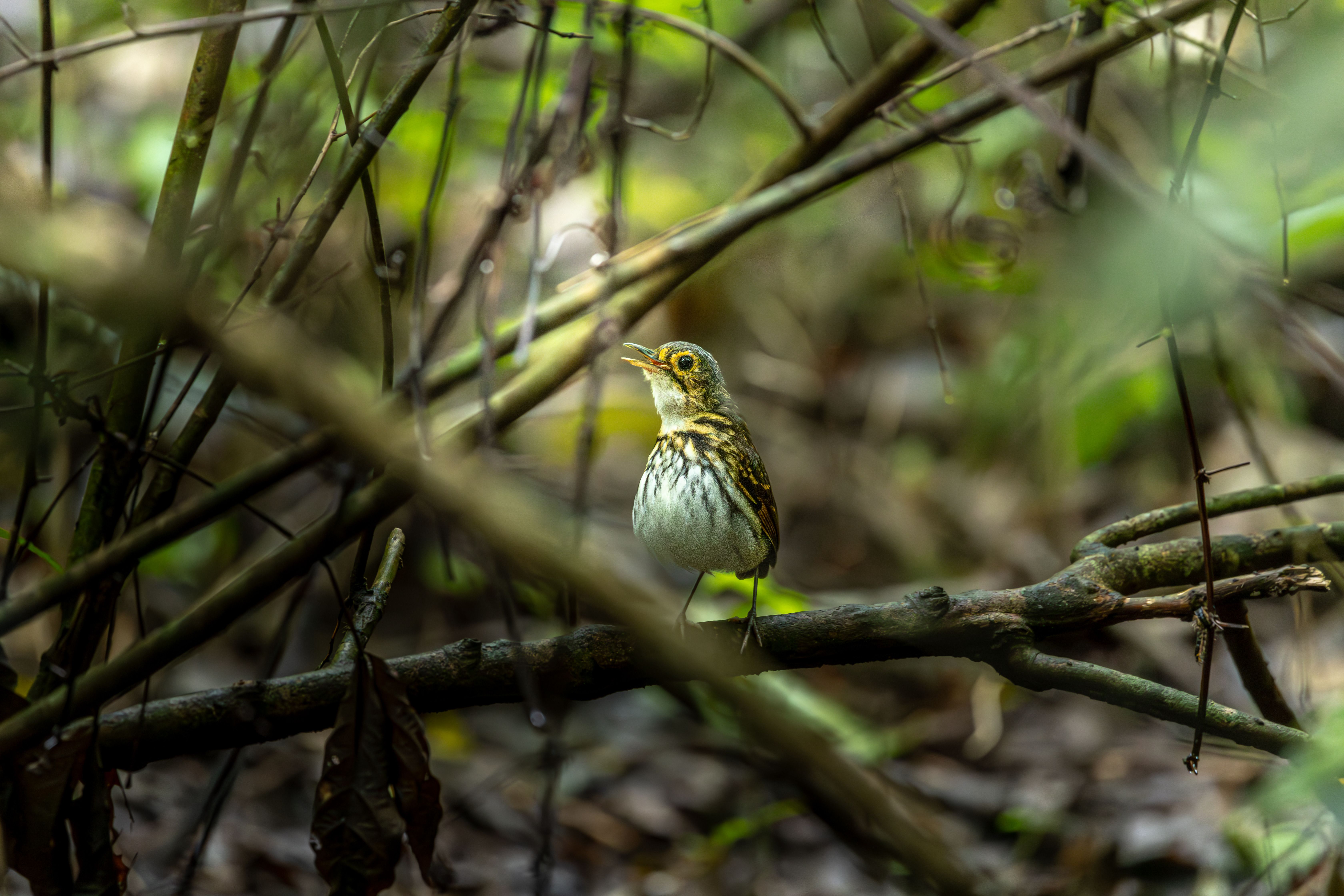 Streak-chested Antpitta Bird in Forest · Free Stock Photo