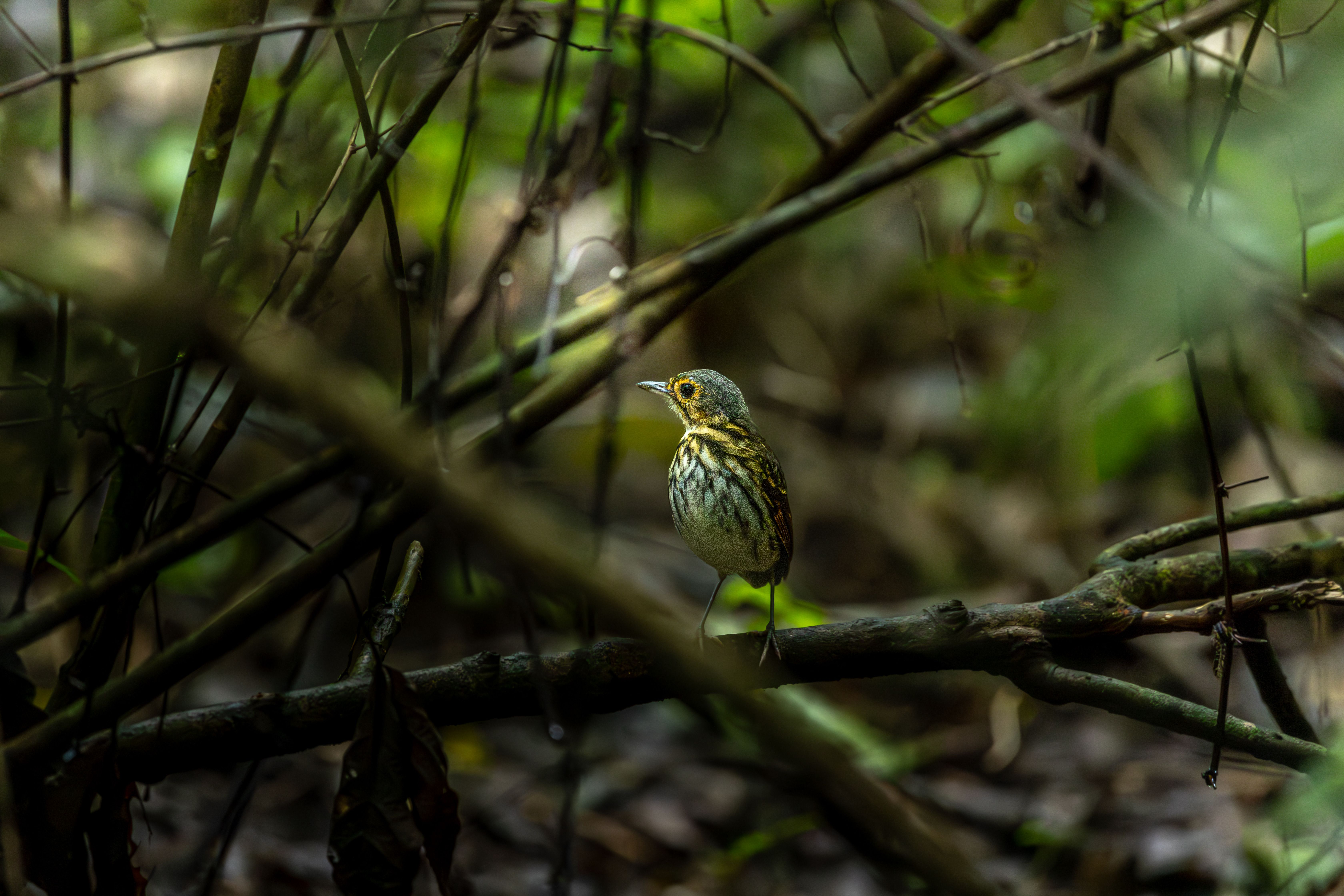 Streak-chested Antpitta Bird in Forest · Free Stock Photo