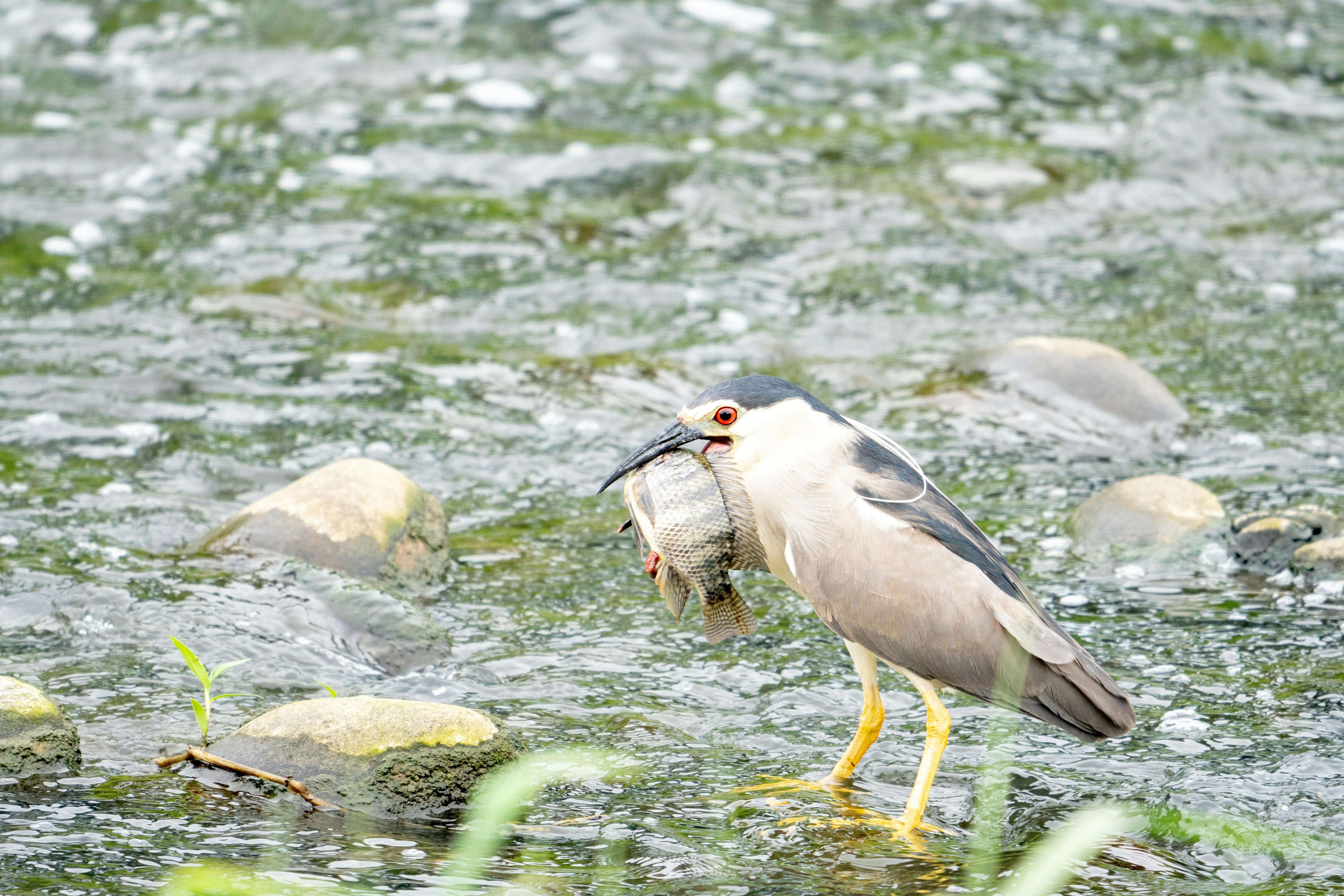 Predator Prey Nocturnal Interaction In Nature Photos, Download The BEST ...