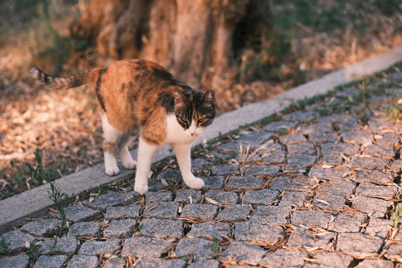 Cat Walking Photos, Download The BEST Free Cat Walking Stock Photos ...