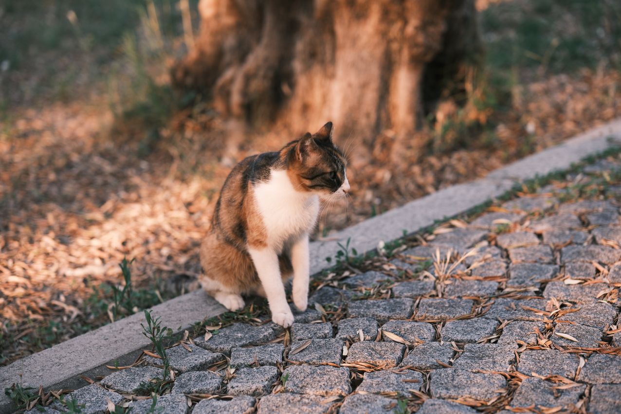 Feline Reproductive System: Simple Guide for Owners