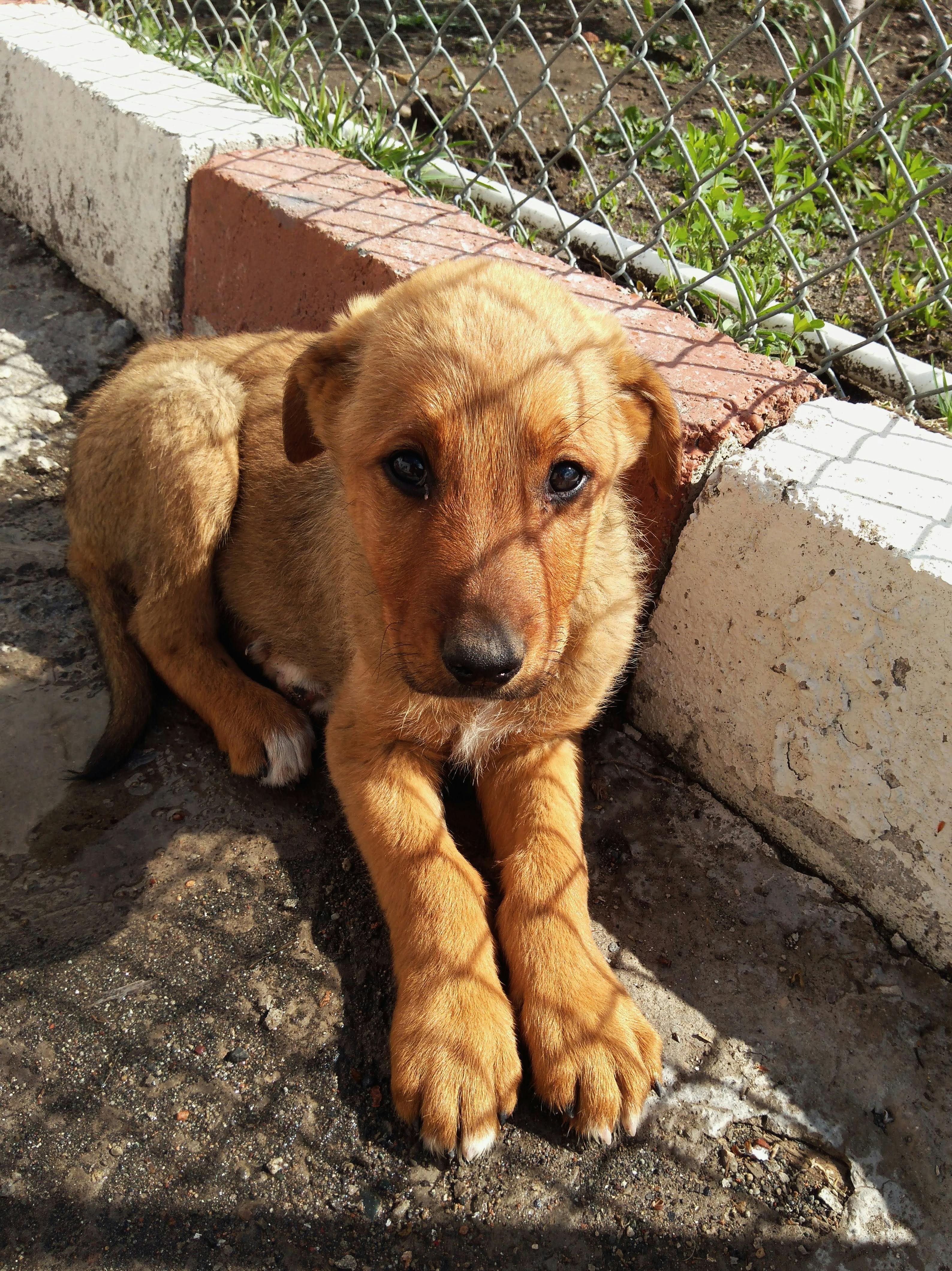 Gratis arkivbilde av asia, bedårende, betong, blandet rasehund, brun ...
