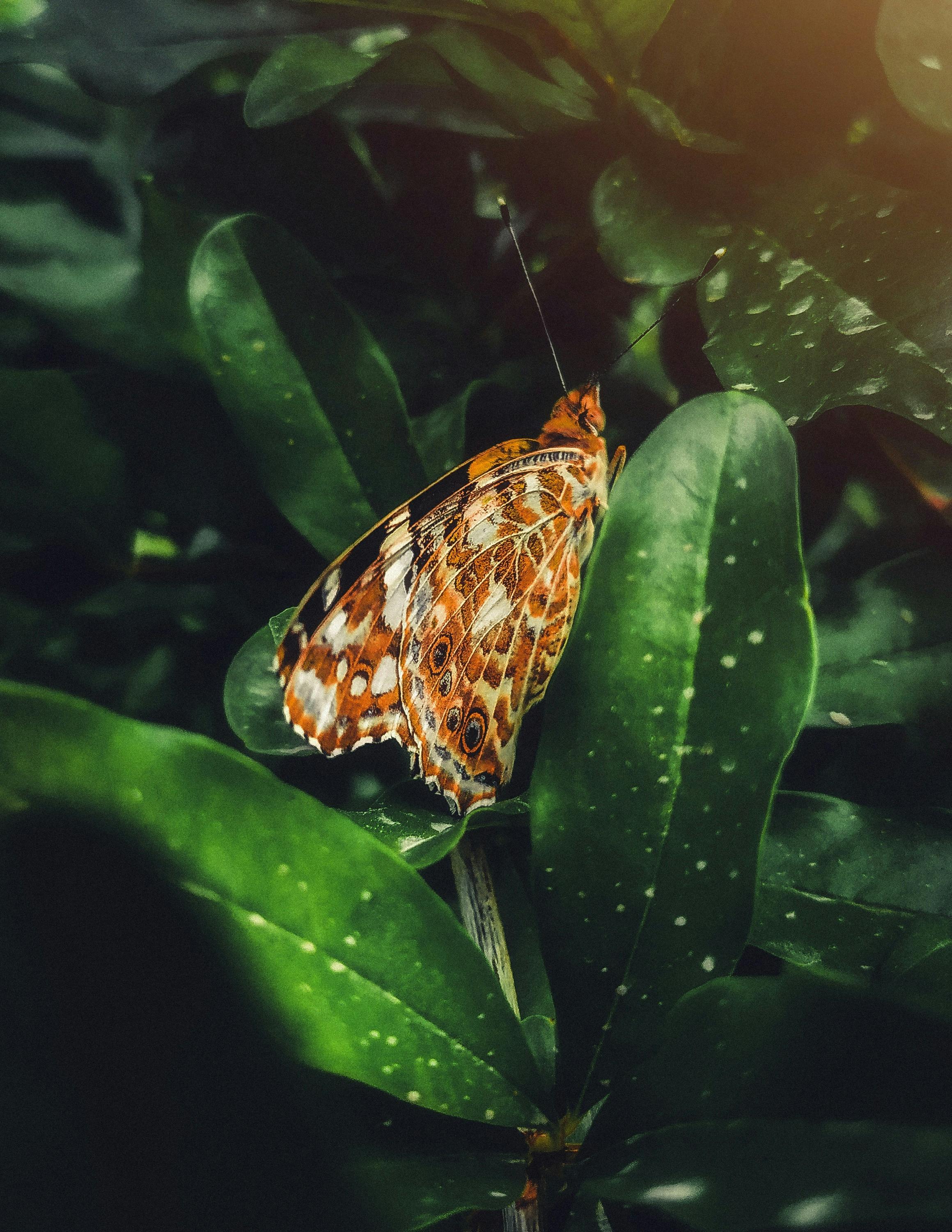 319+ Best Free Monarch Stock Photos & Images · 100% Royalty-Free HD ...