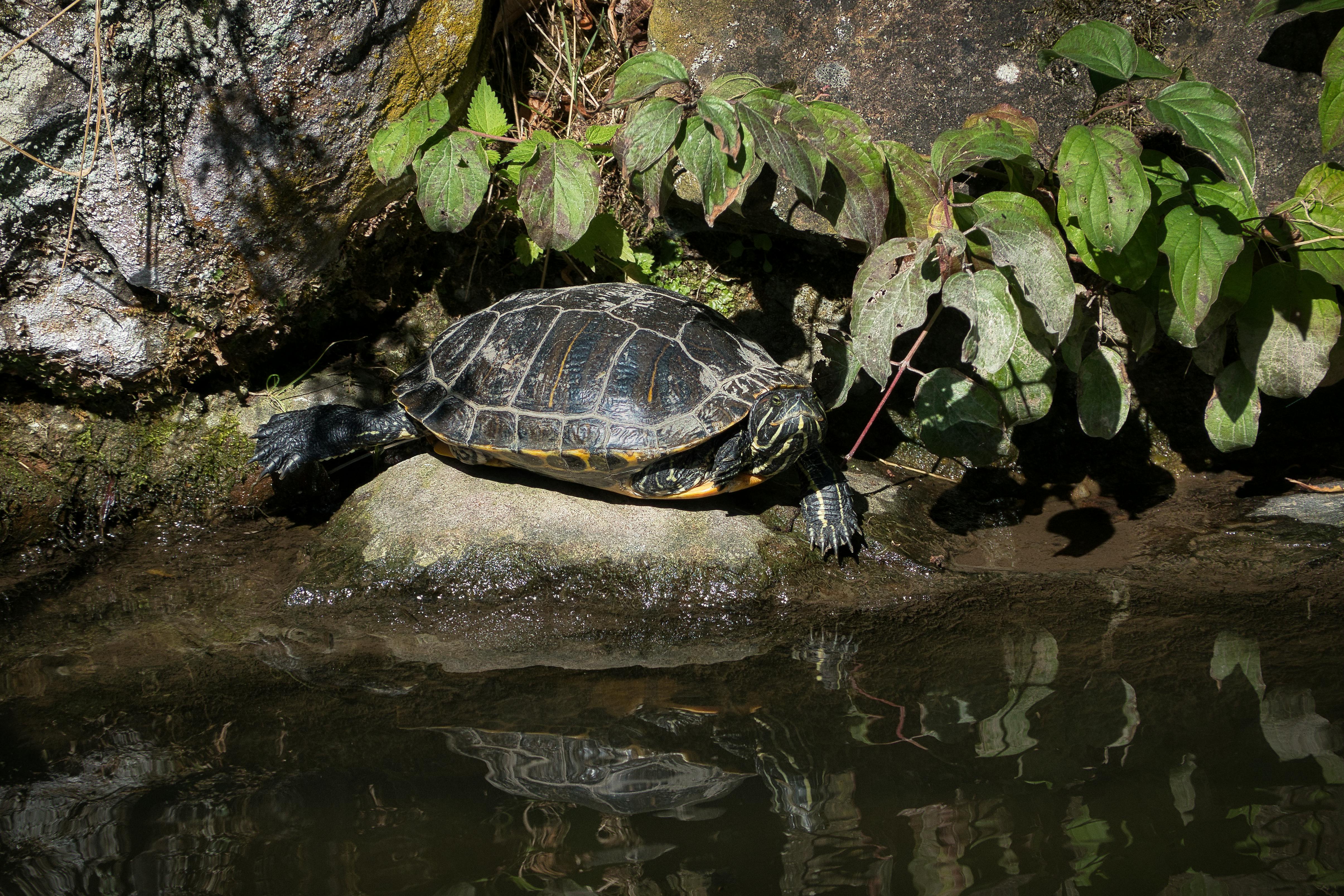 Yellow and Black Turtle · Free Stock Photo