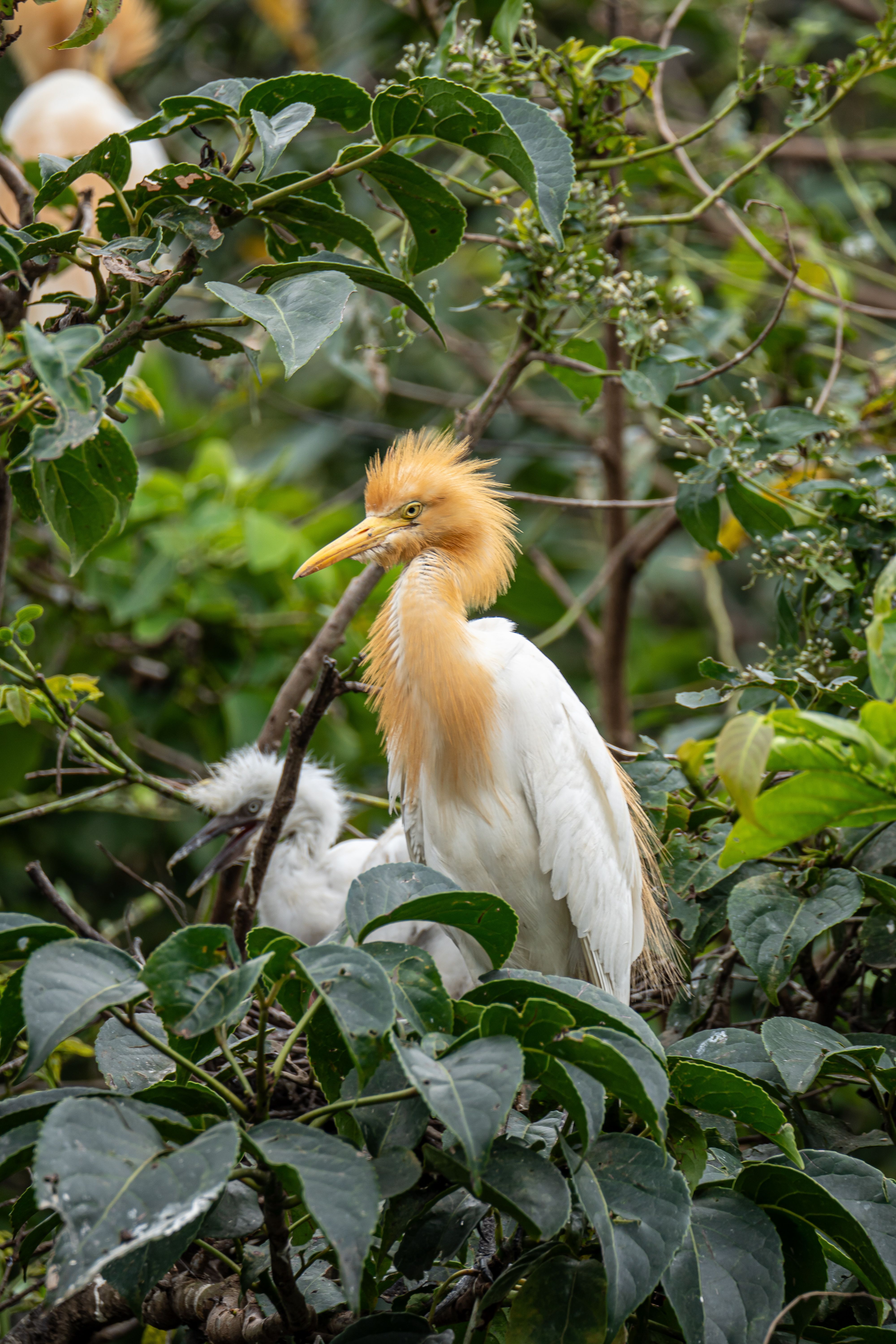 Egret In Tree Photos, Download The BEST Free Egret In Tree Stock Photos ...
