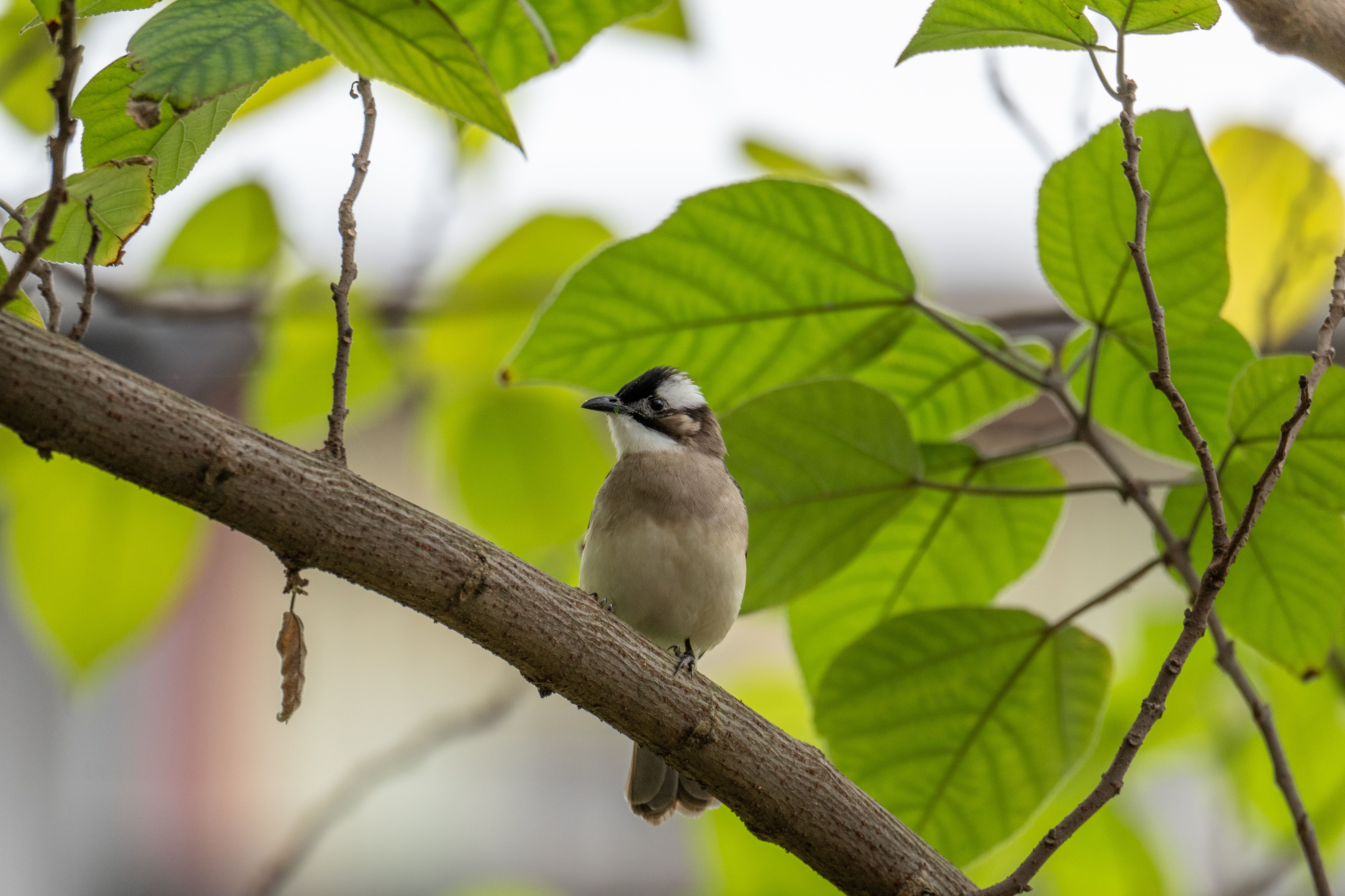 Small Bird Photos, Download The BEST Free Small Bird Stock Photos & HD ...