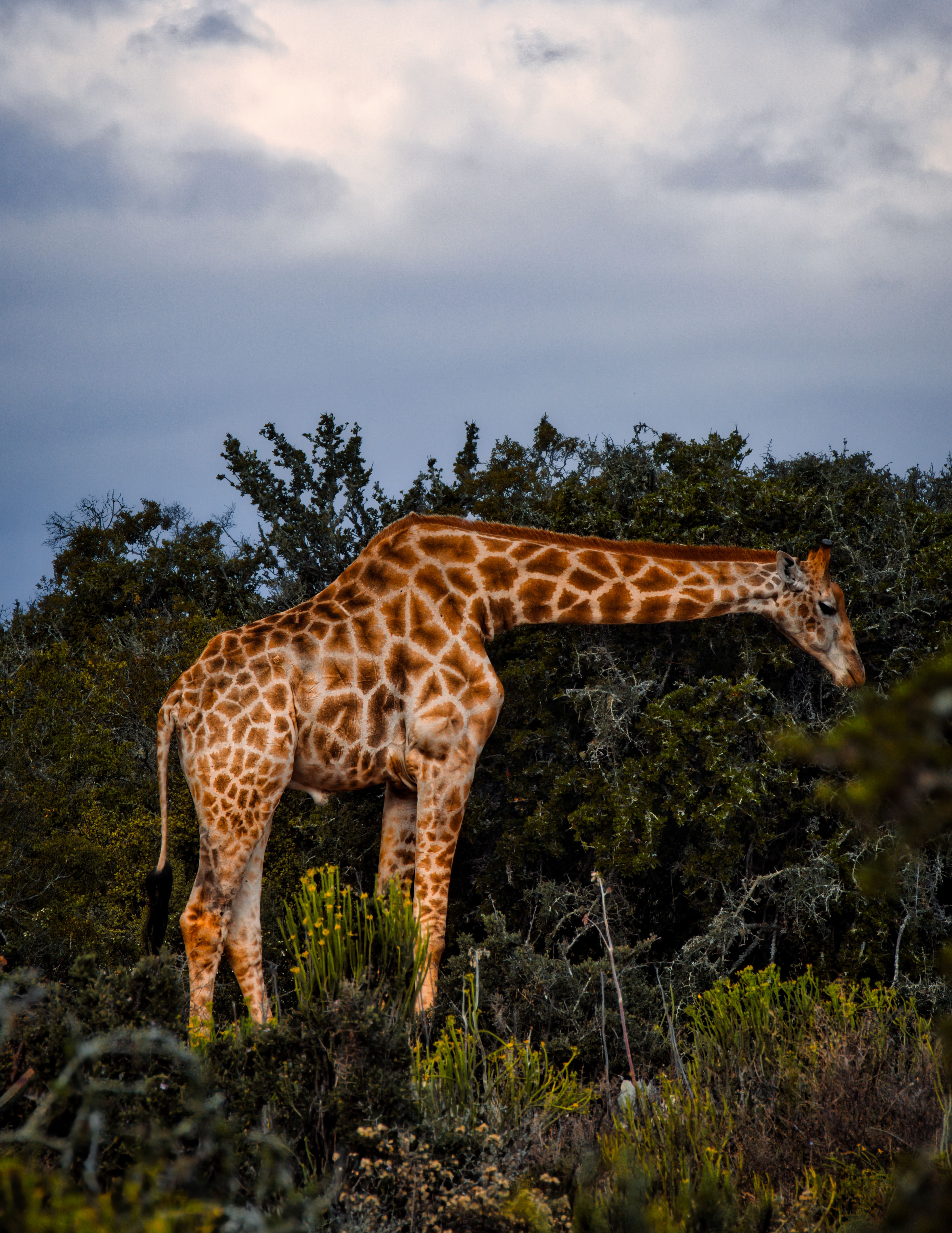 Giraffe in Nature · Free Stock Photo