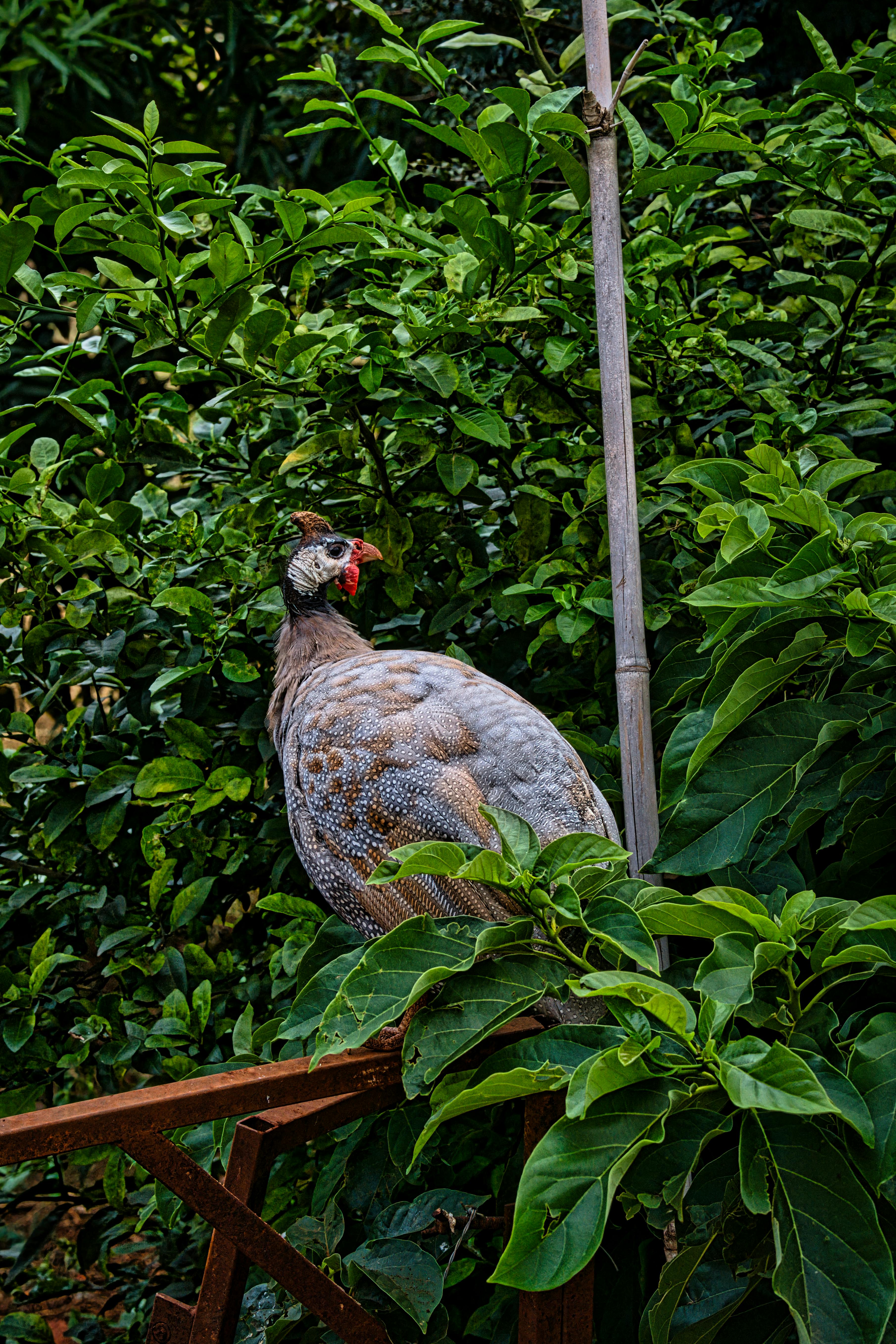 African Fowl Photos, Download The BEST Free African Fowl Stock Photos ...