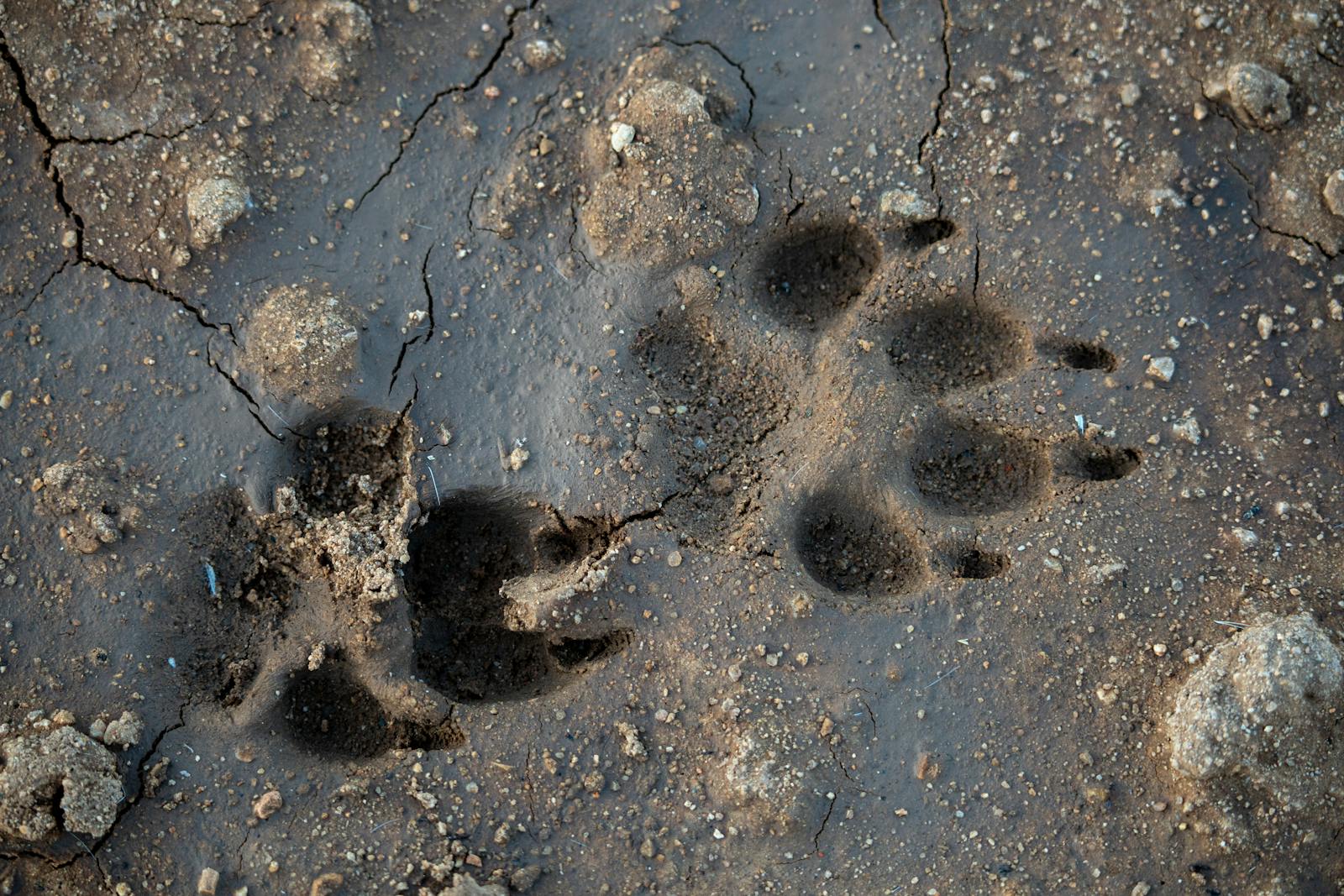 Animal Prints In Mud Photos, Download The BEST Free Animal Prints In ...