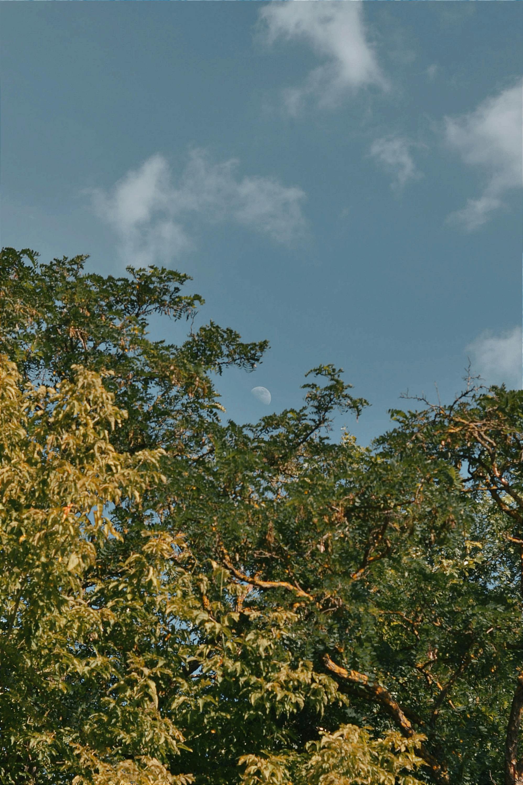 Moon over Trees · Free Stock Photo