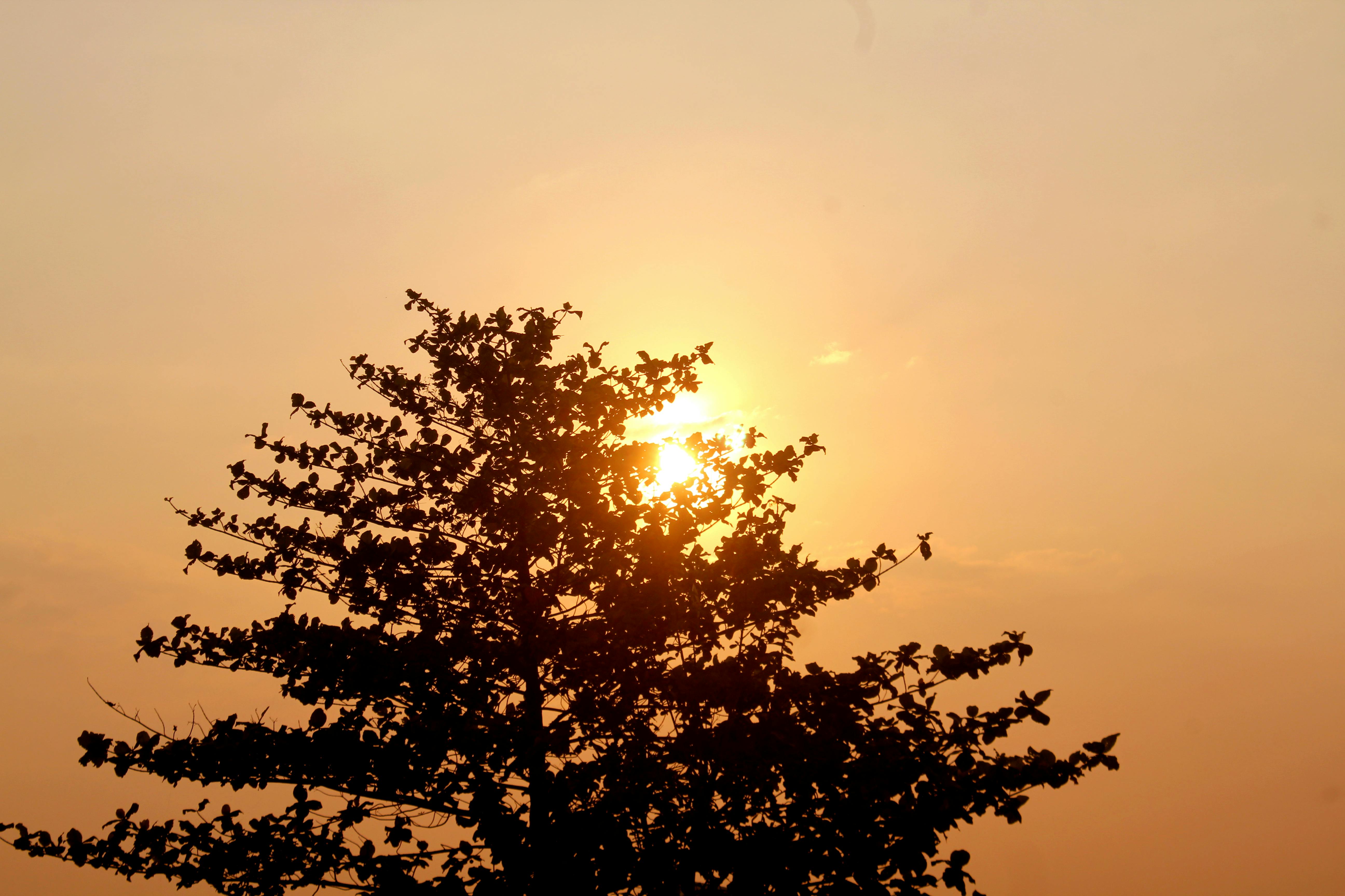 Radiance Photos, Download The BEST Free Radiance Stock Photos & HD Images