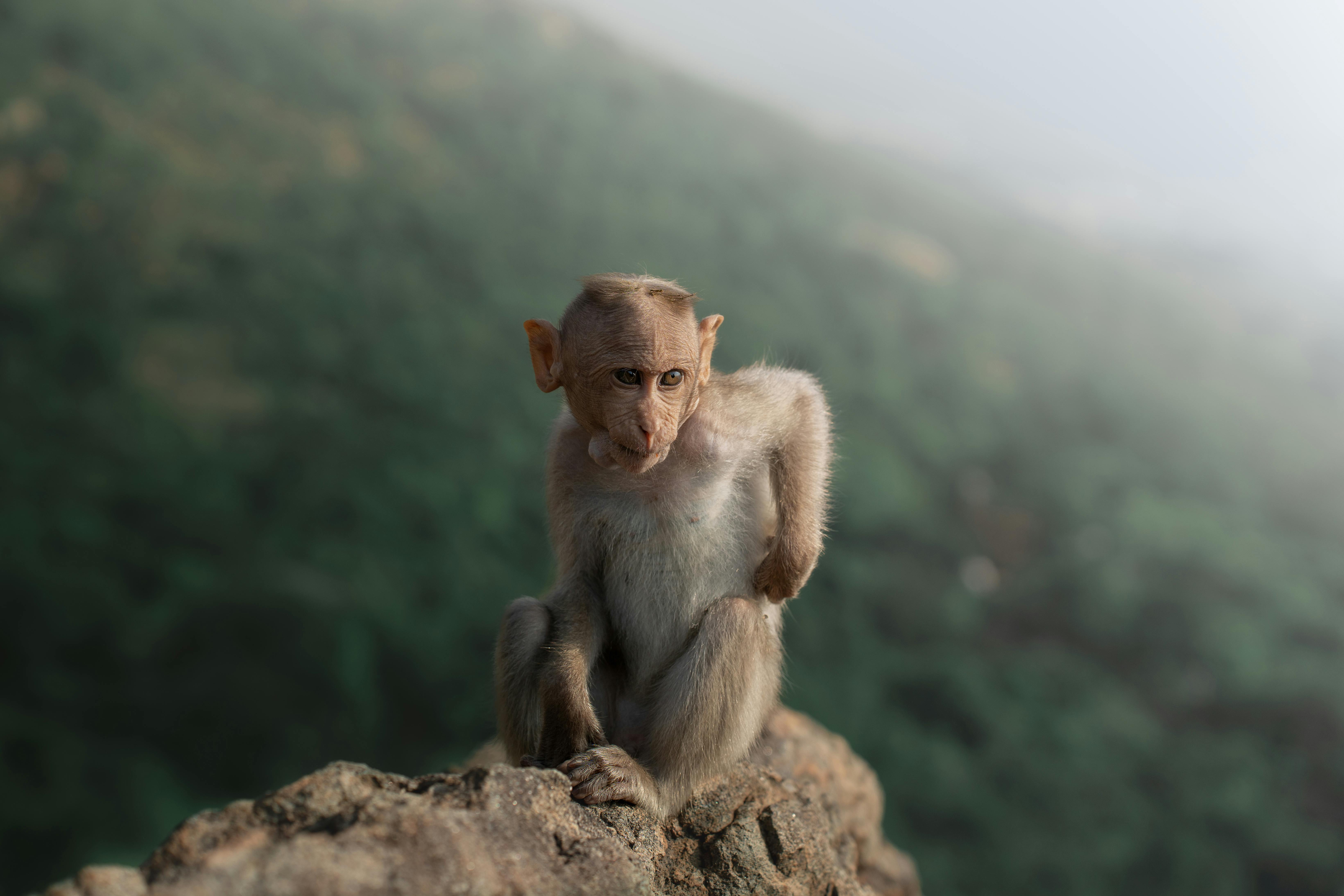 Monkey Sitting on Stones in the Mountains · Free Stock Photo