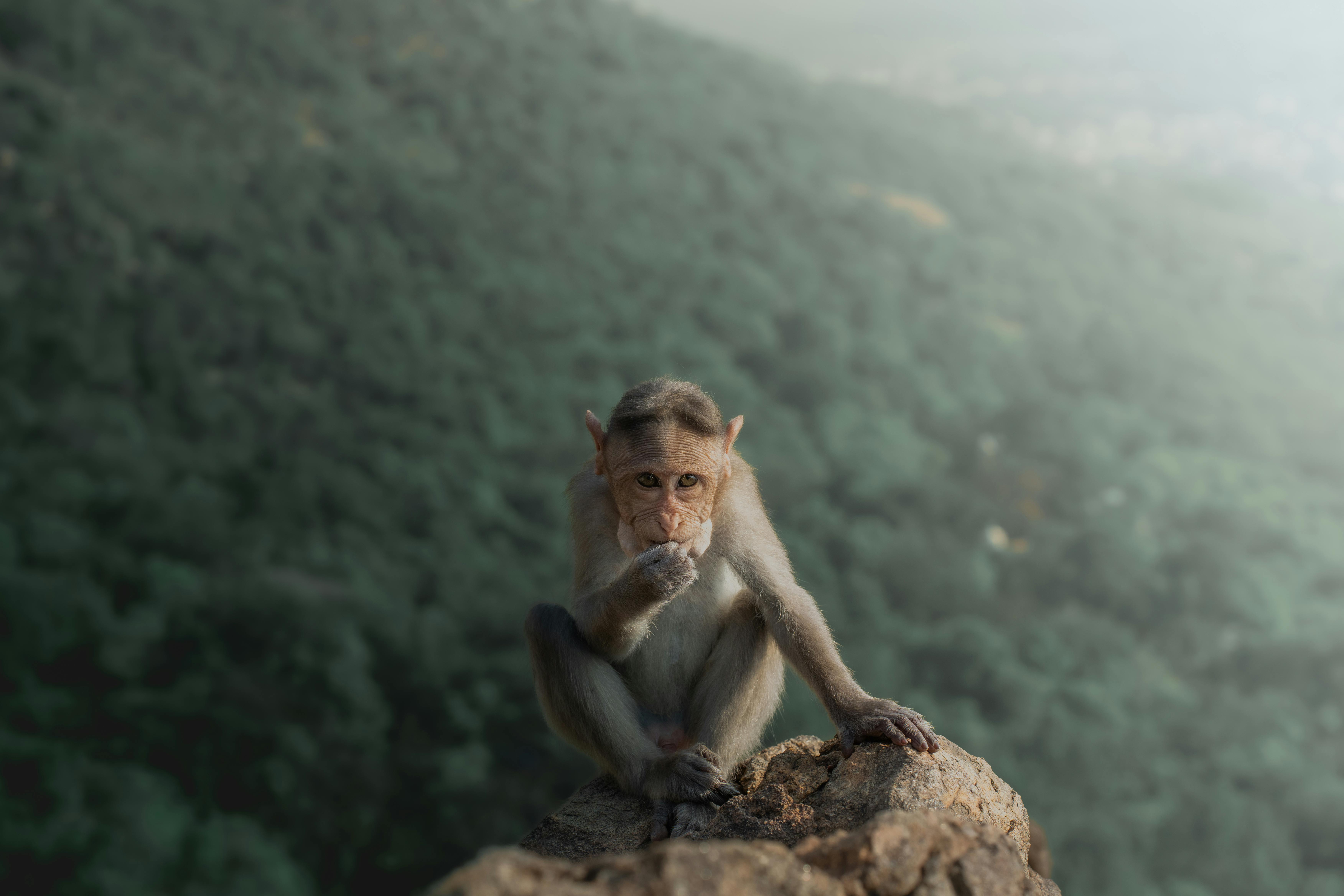 Monkey Sitting on Stones in the Mountains · Free Stock Photo