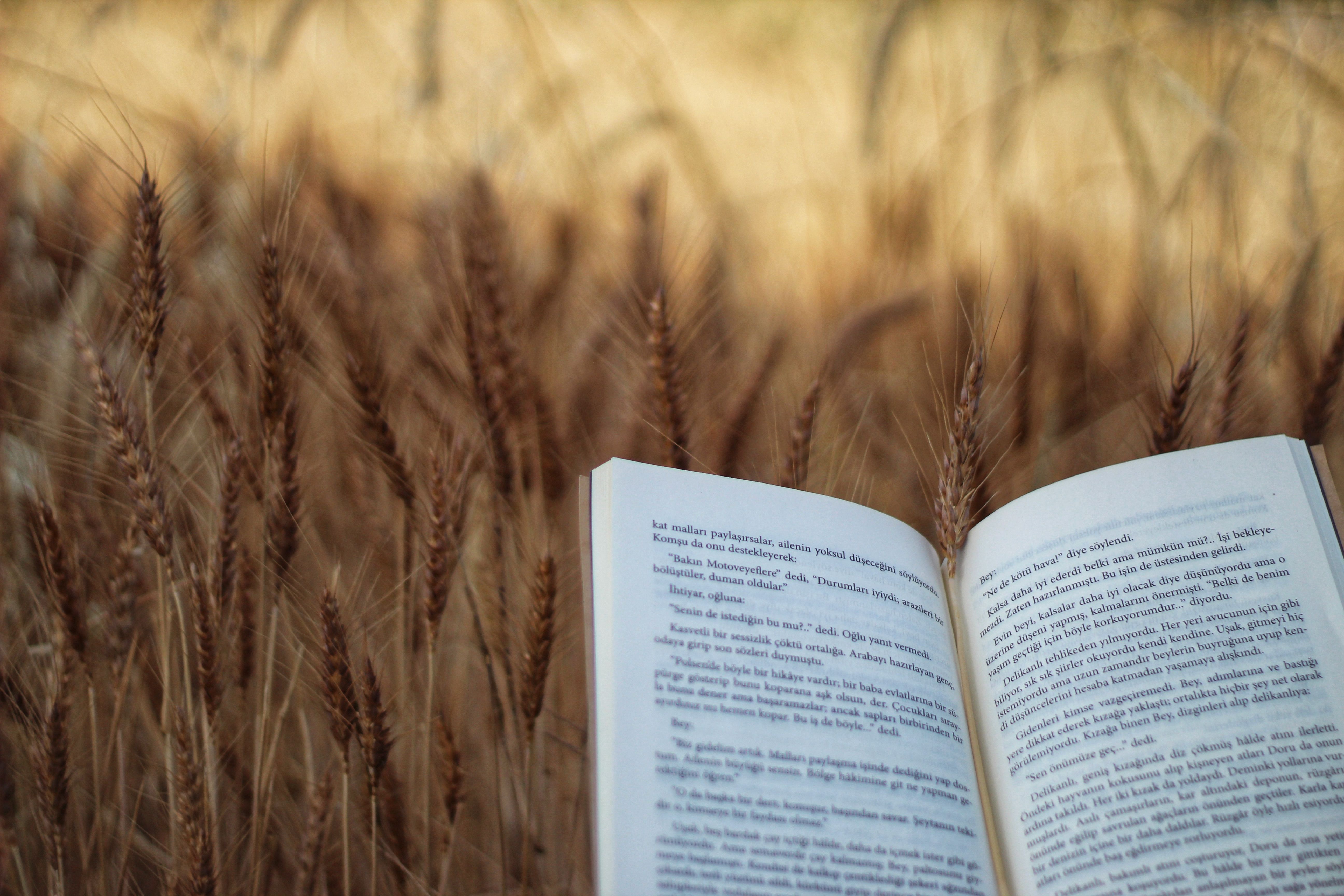 An open book in a field of wheat · Free Stock Photo