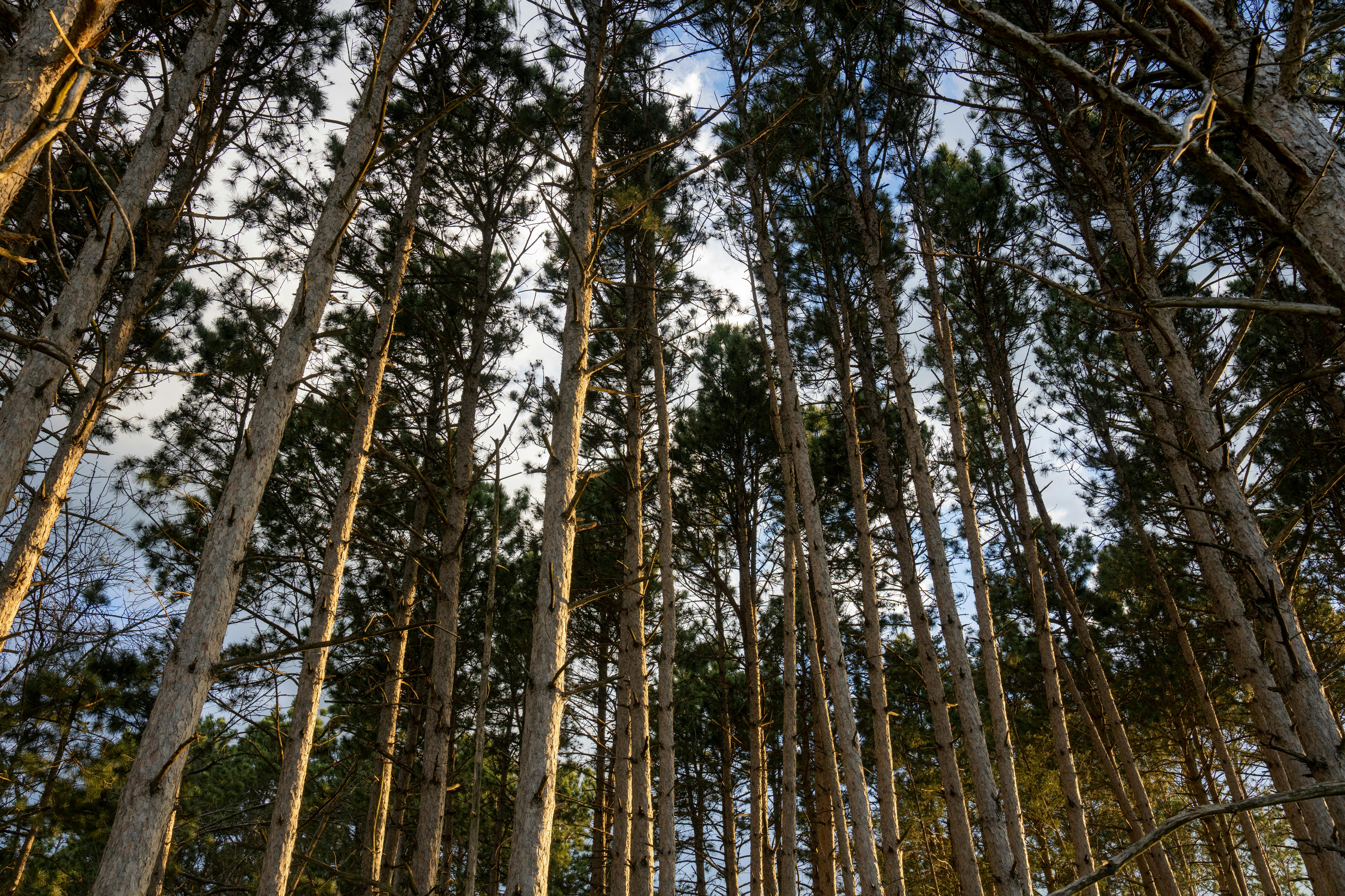 Tall Trees in Forest · Free Stock Photo