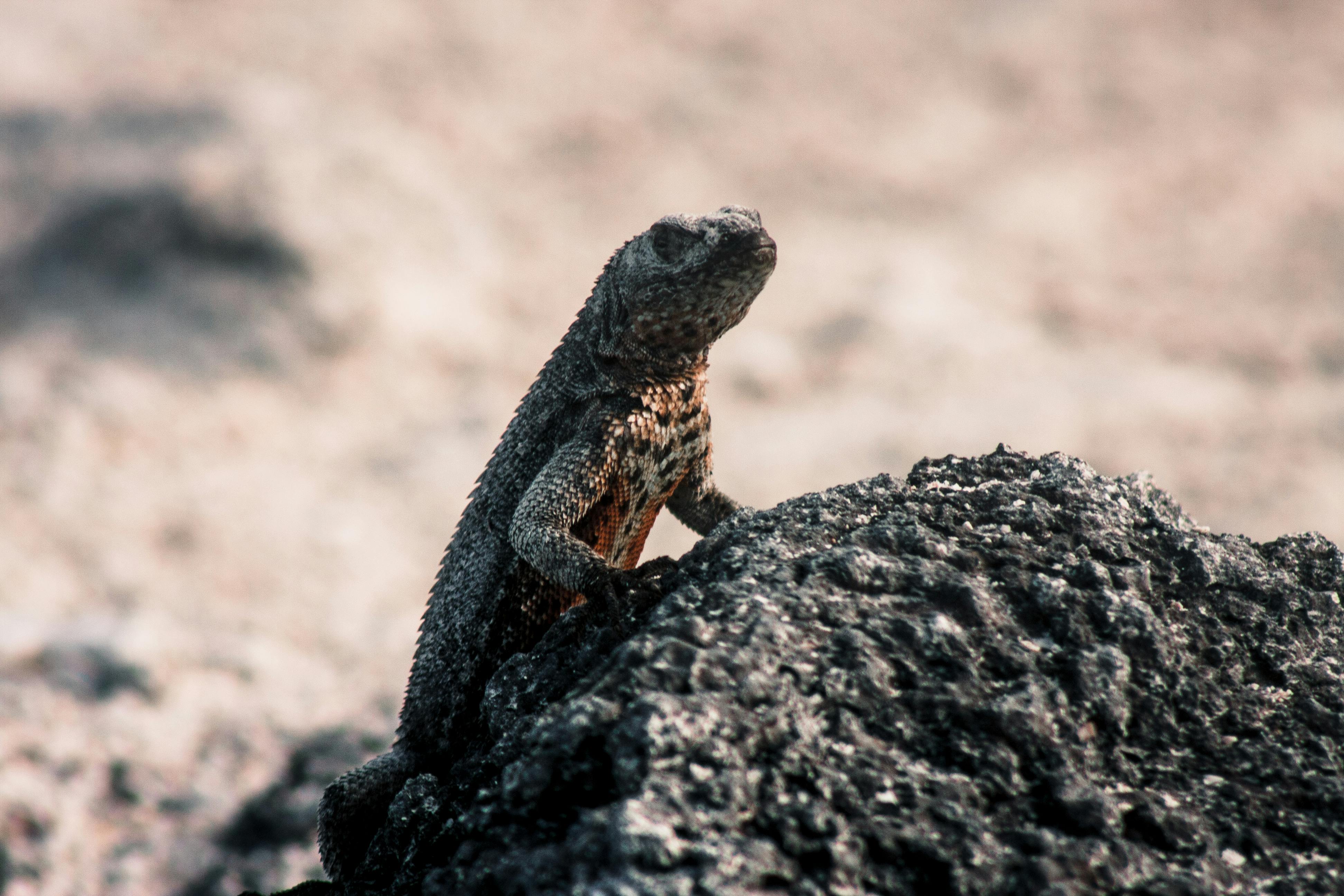 Close up of a Lizard · Free Stock Photo