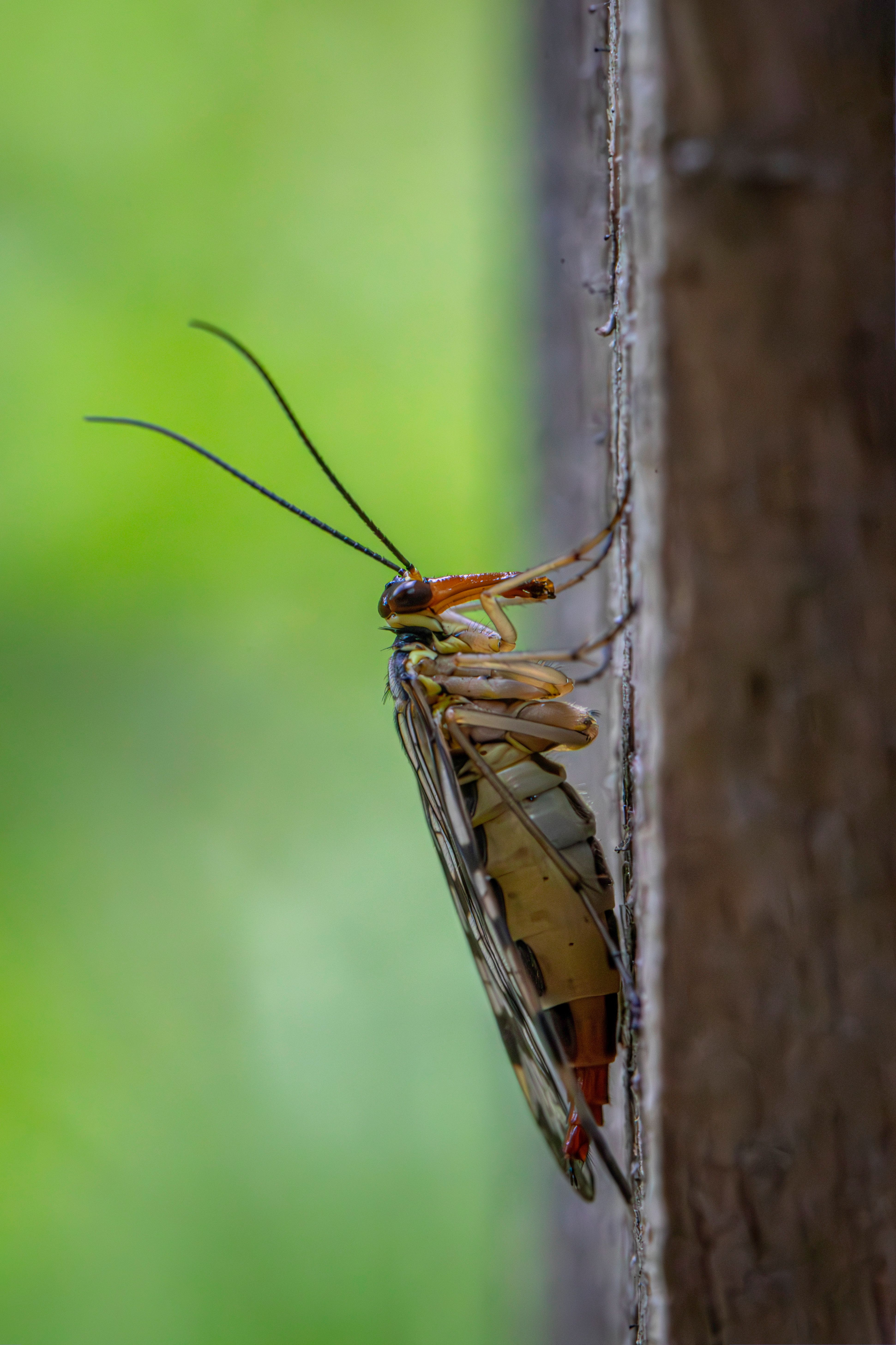 Female Scorpionfly on a Wooden Post · Free Stock Photo