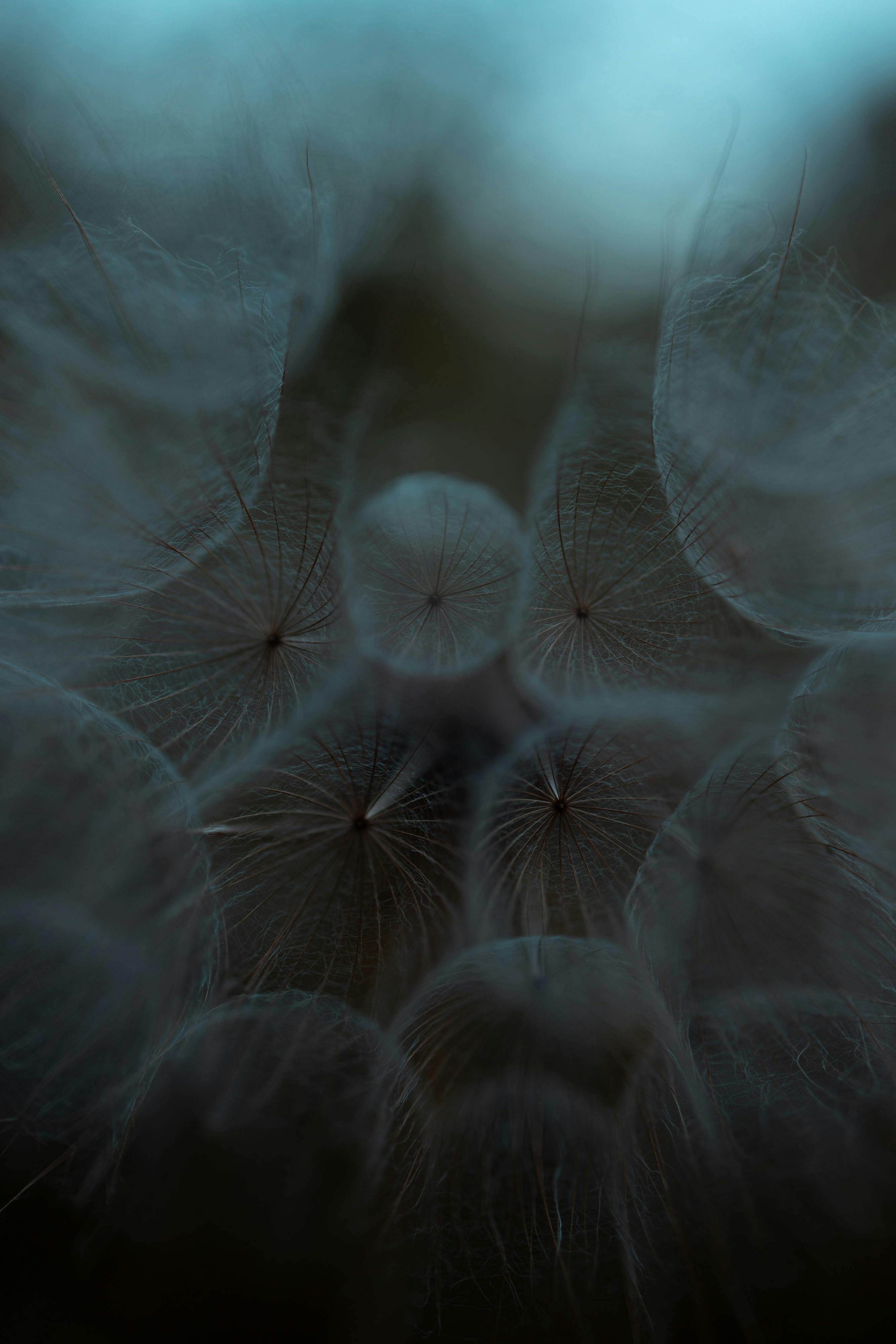 Benjamin Lehman - Photography