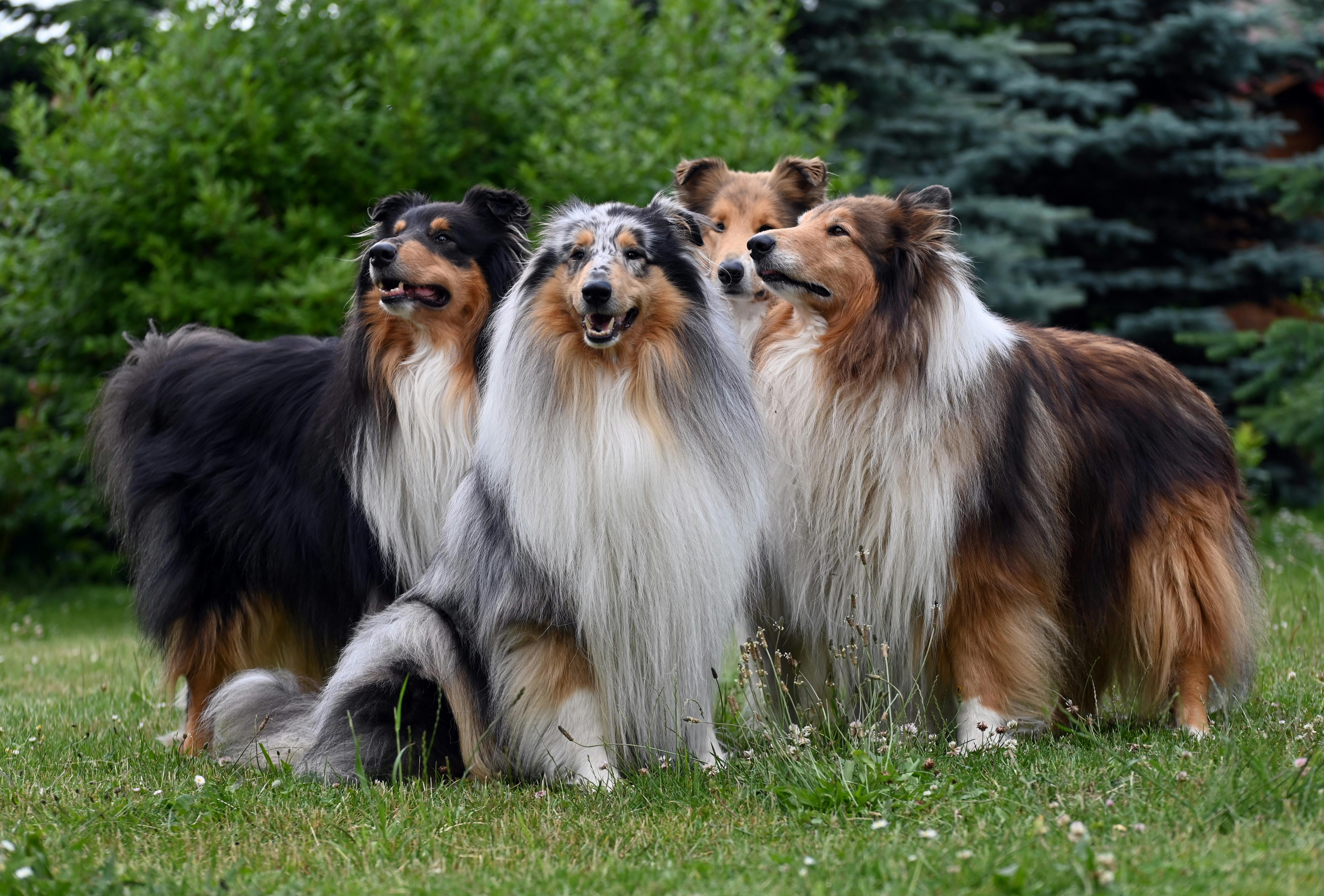 Four Collies in Park · Free Stock Photo