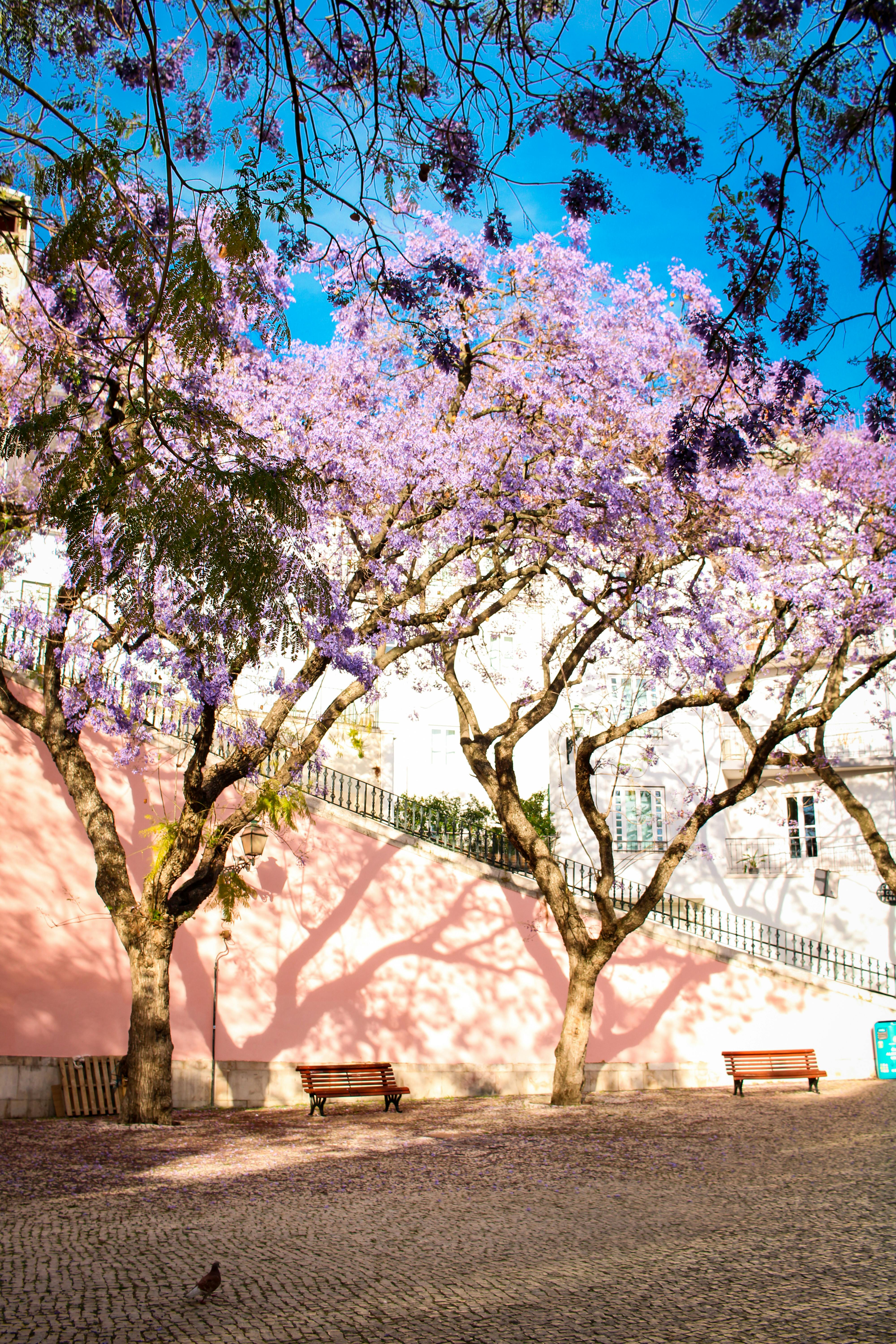 Lisbon Pink Street Photos, Download The BEST Free Lisbon Pink Street ...