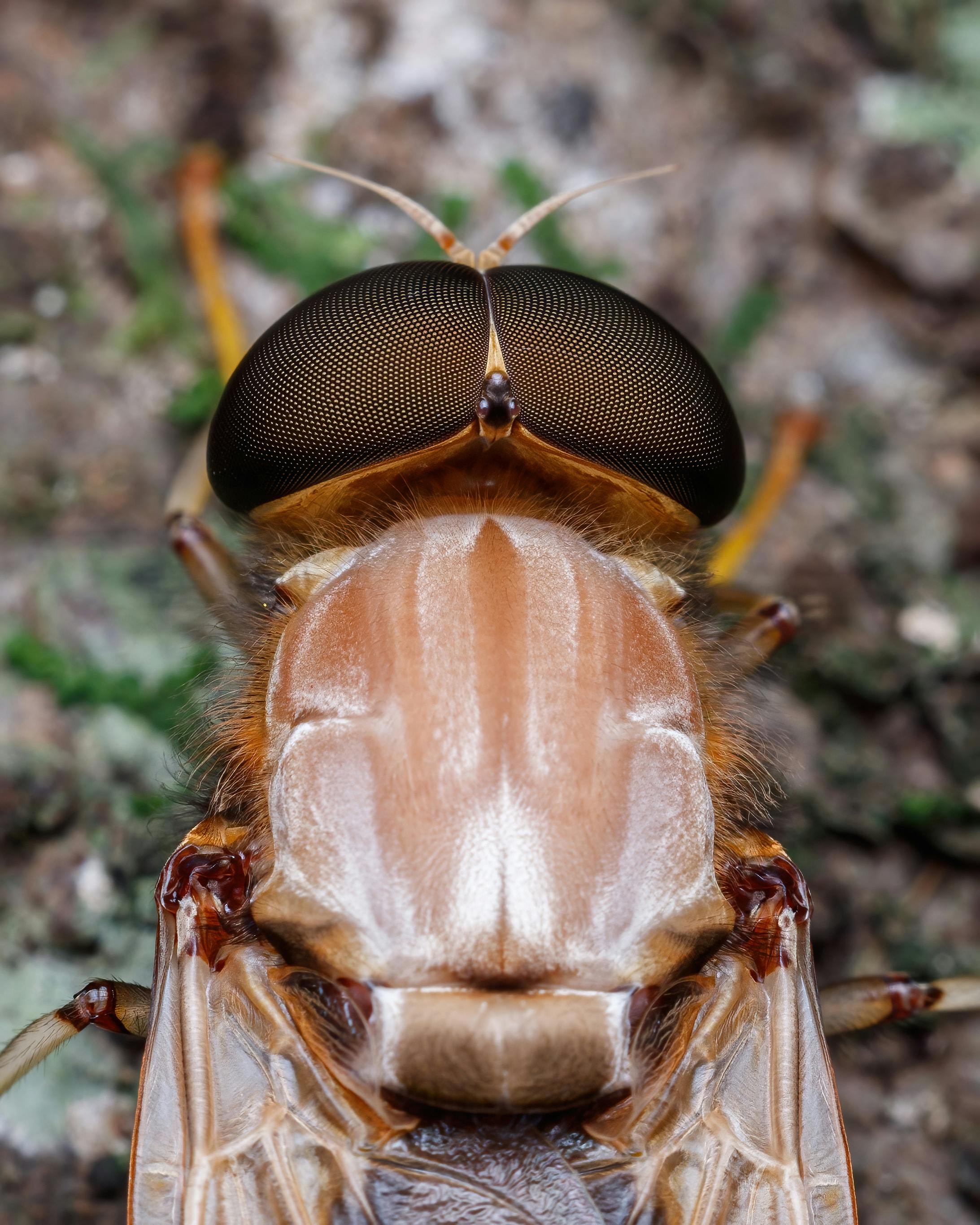 Close-Up Photo Of Insect · Free Stock Photo