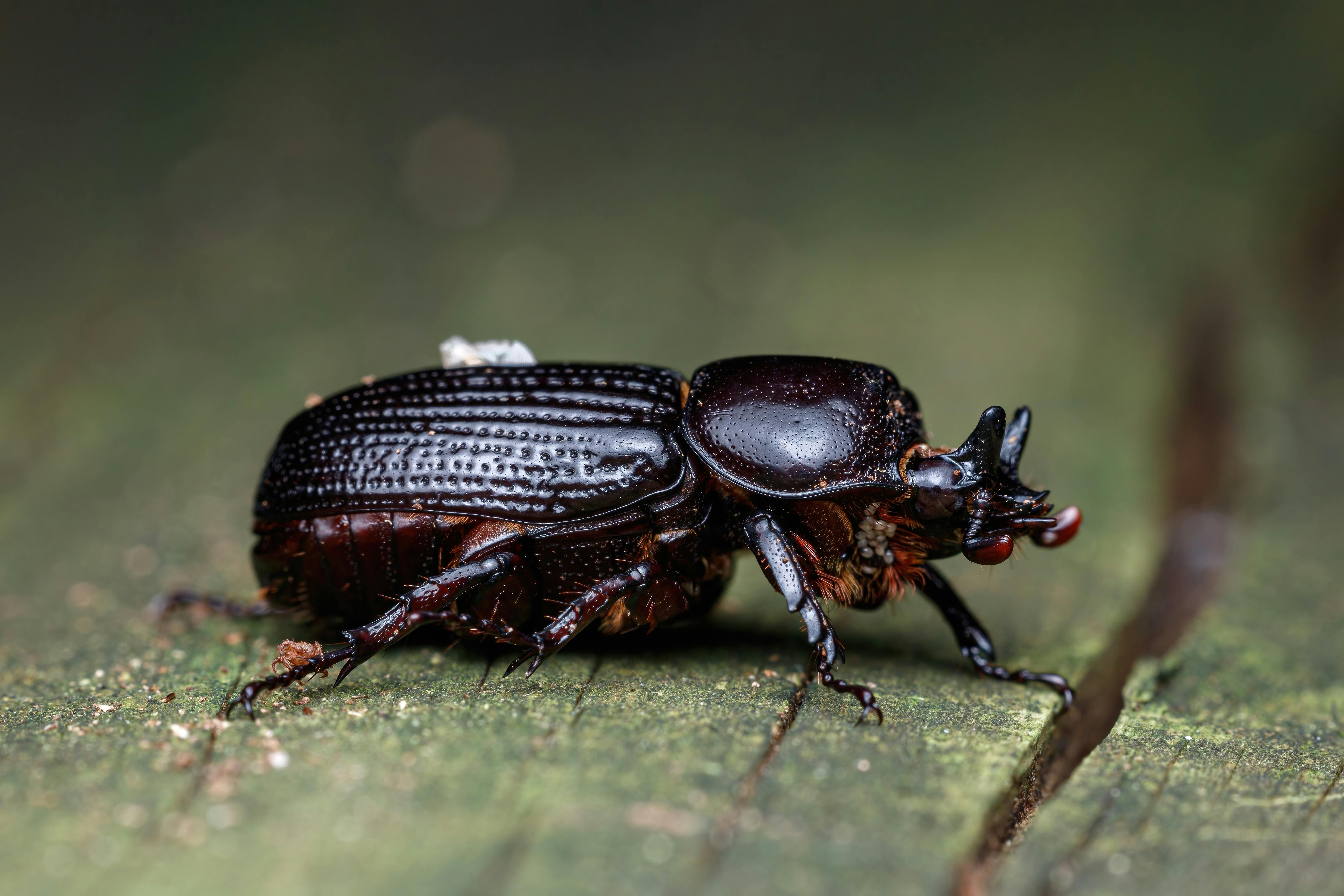 Beetle on Stump · Free Stock Photo