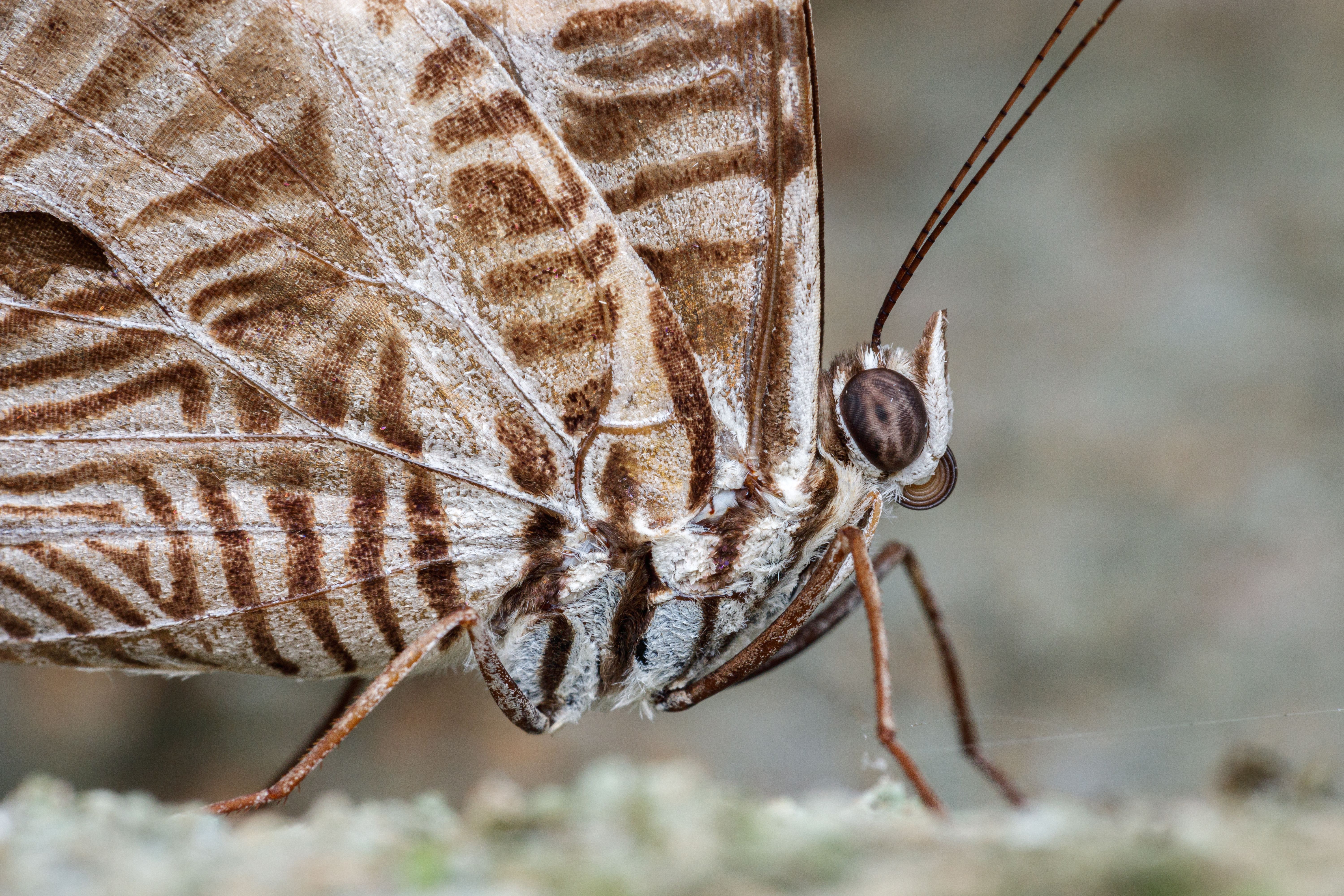 A close up of a butterfly with brown and white stripes · Free Stock Photo